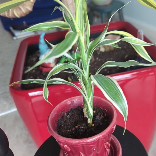 Stalk | A plant by @potsoverplants on Greg