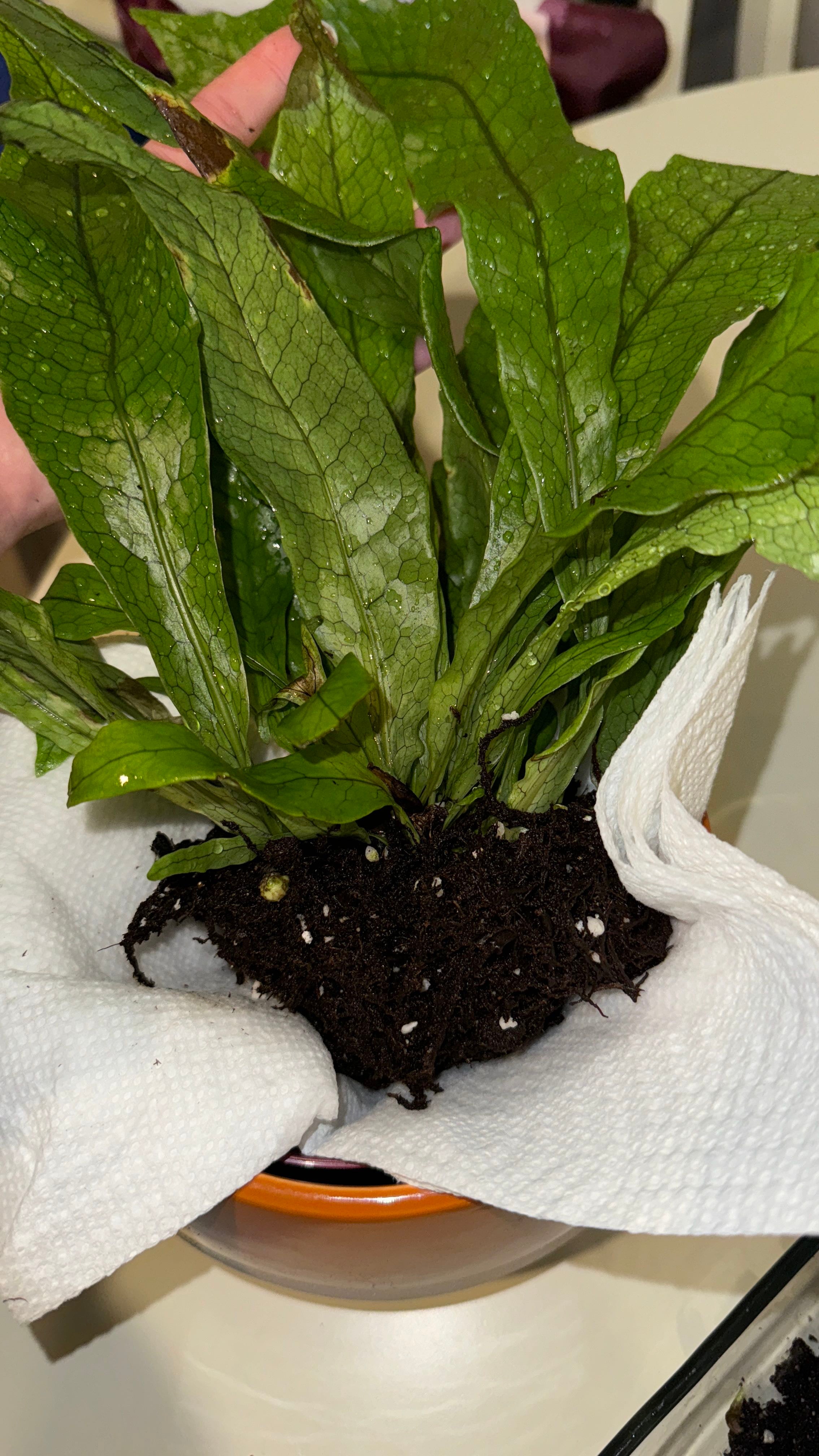 Green Flame Fern: How Much Water & Light Does it Need to Thrive?