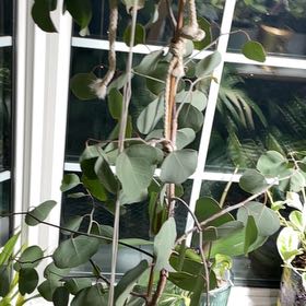 Redbox Plant Care: Water, Light, Nutrients | Greg App 🌱