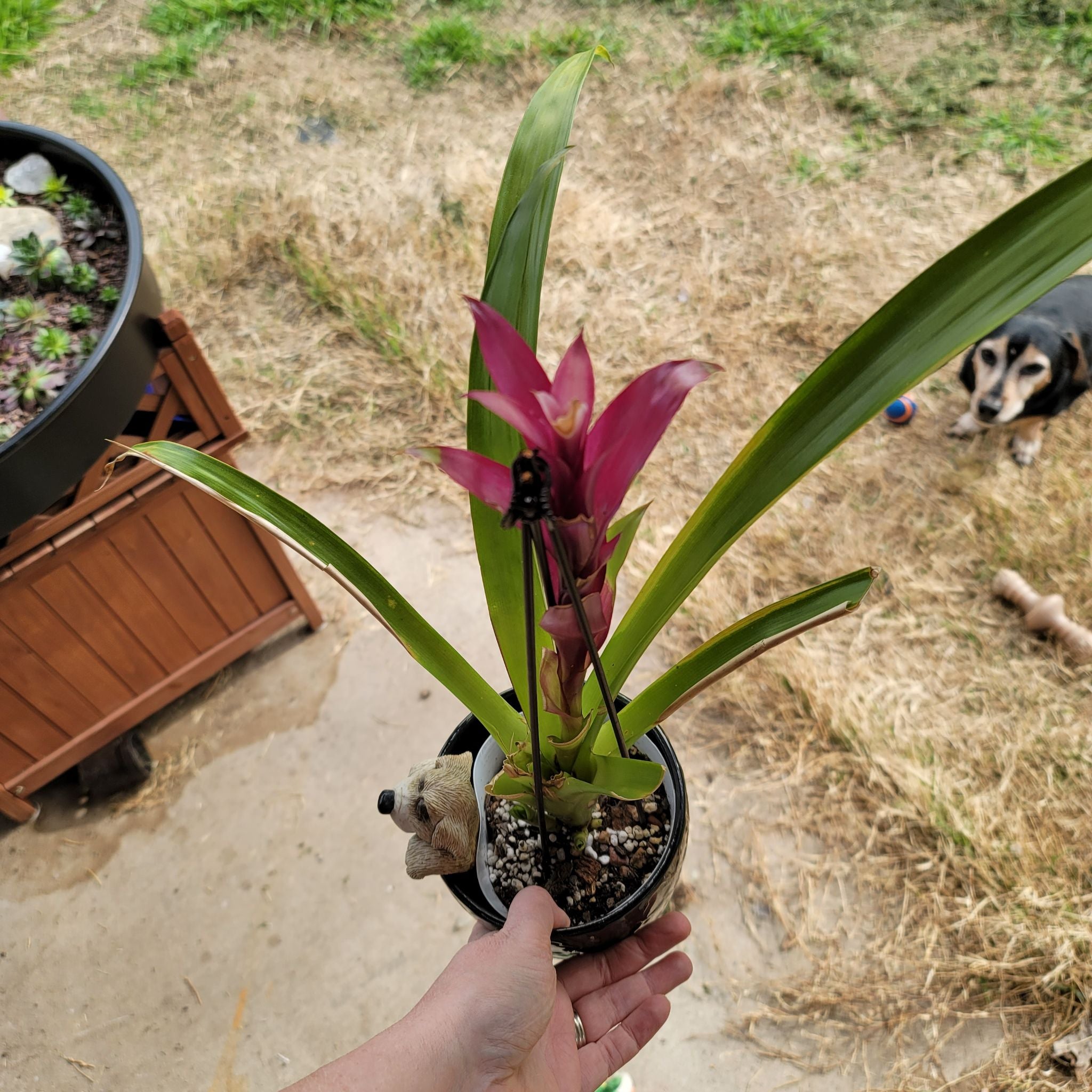 Common Guzmania Bromeliad Problems