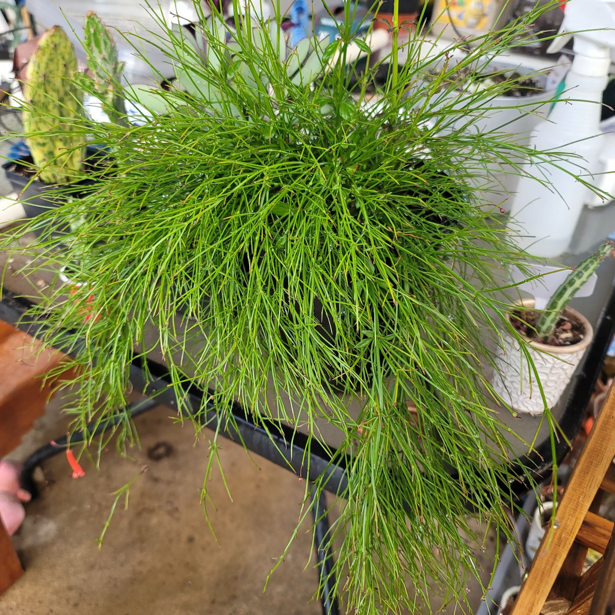 🎇 Propagating Firecracker Plant: Step-by-Step Guide