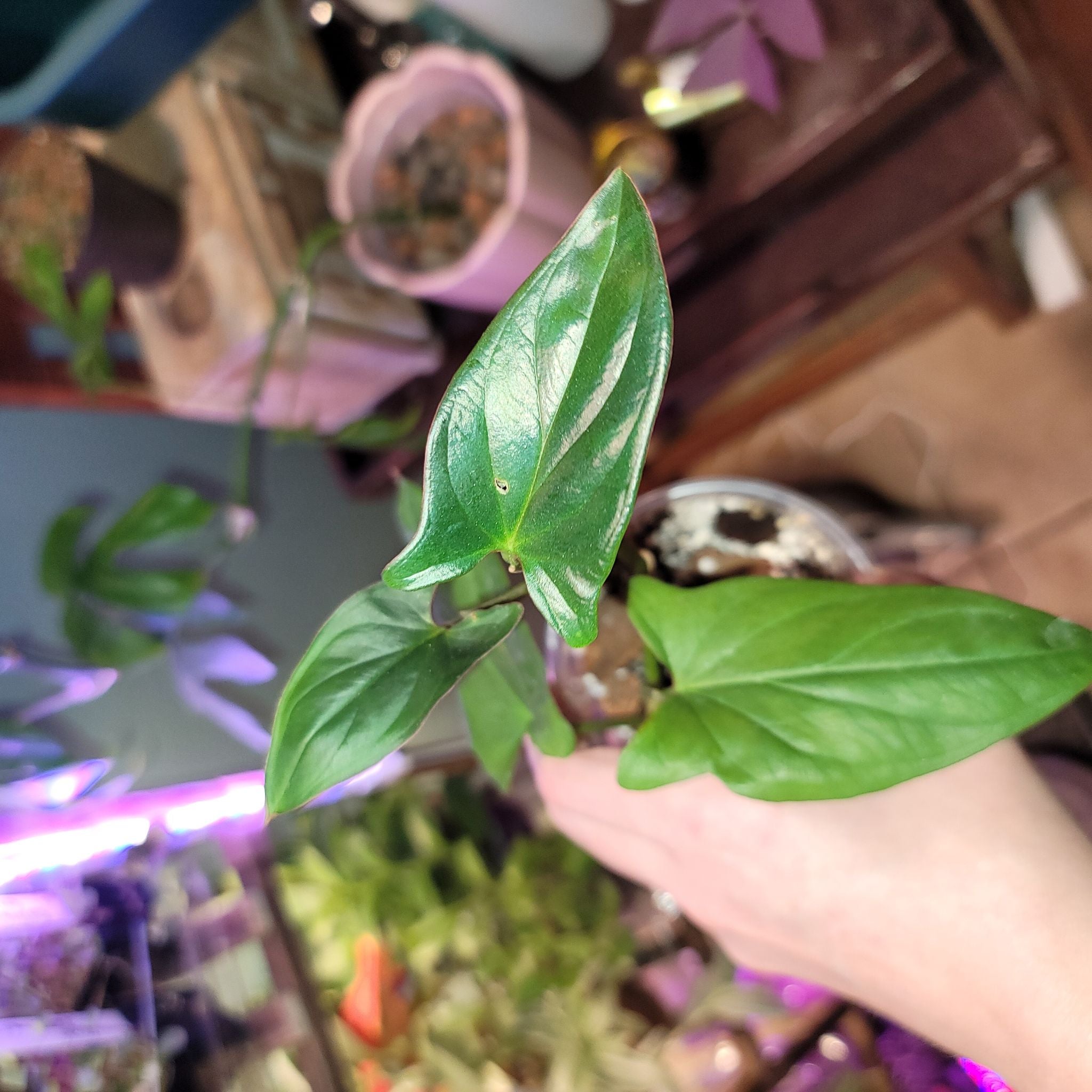 Syngonium 'Llano-Carti Road' Plant Care: Water, Light, Nutrients | Greg ...