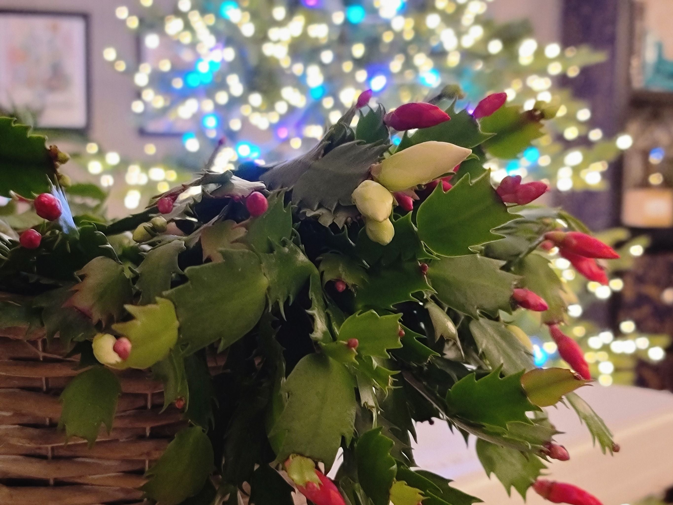 The Complete Madame Butterfly Variegated Christmas Cactus Plant Care ...