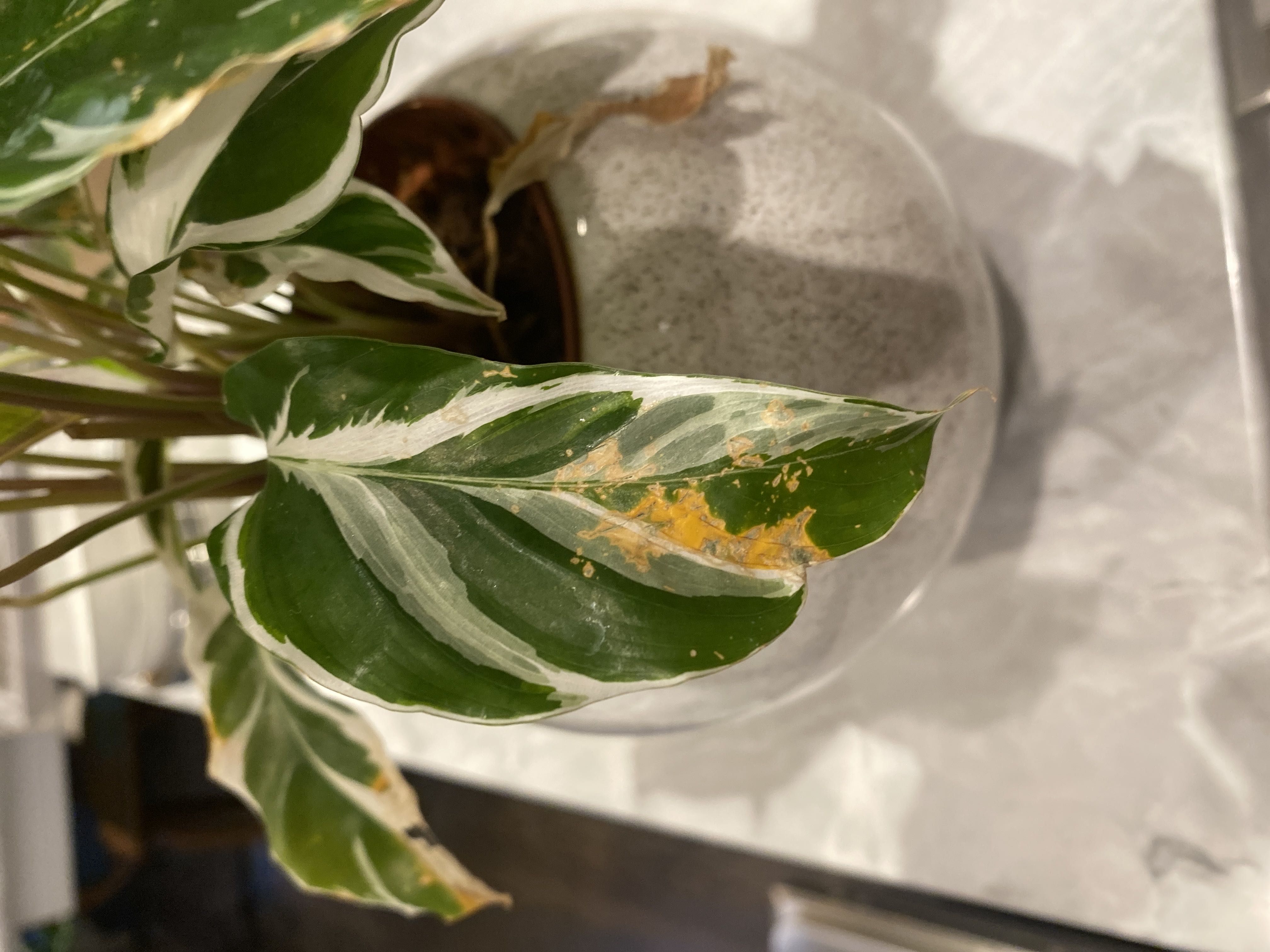 Rust spots on Calathea 'White Fusion': how to treat?