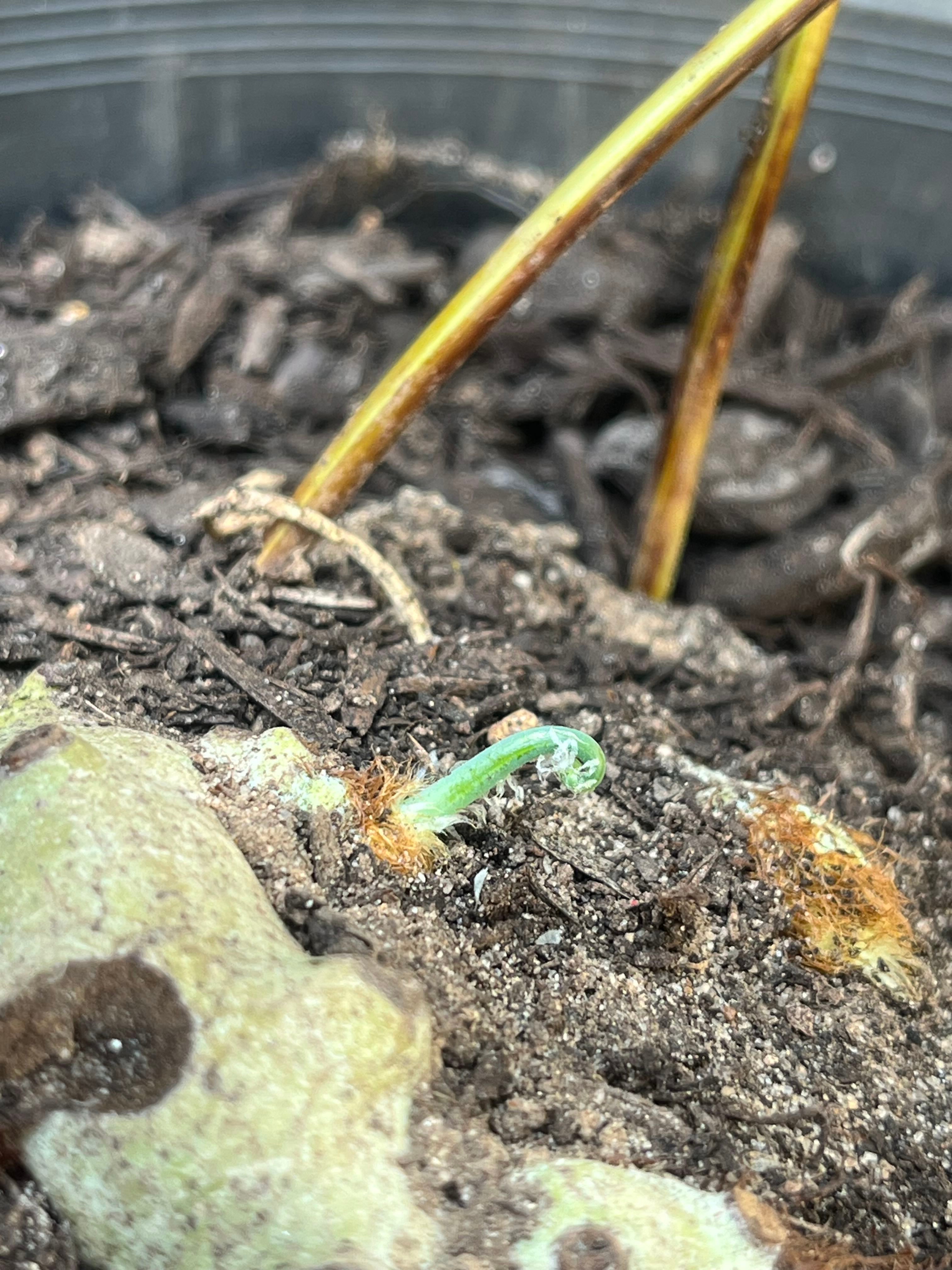 🐇 How To Propagate Your Rabbit's Foot Fern