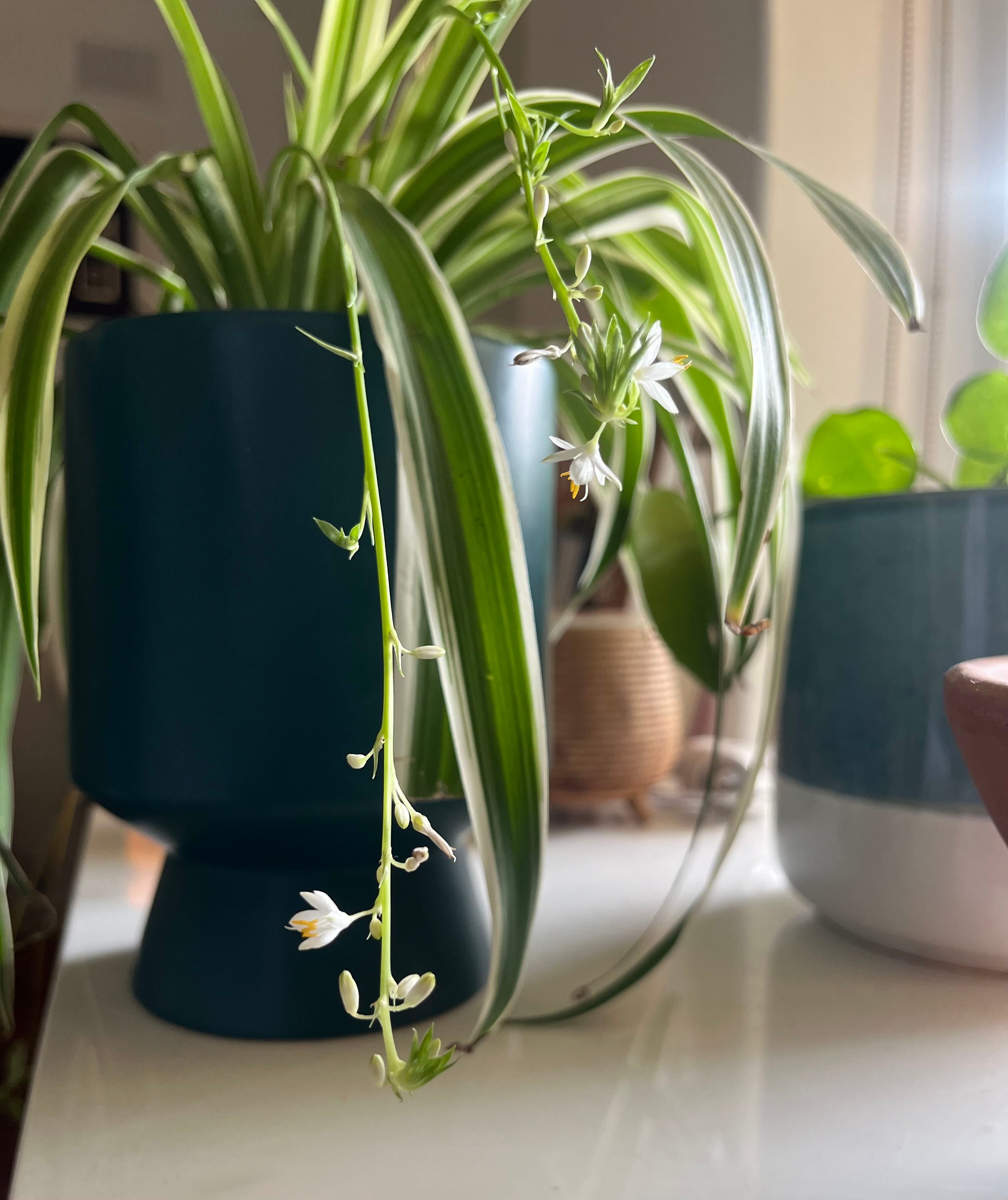 🕷 How Much Humidity Does My Spider Plant Need?