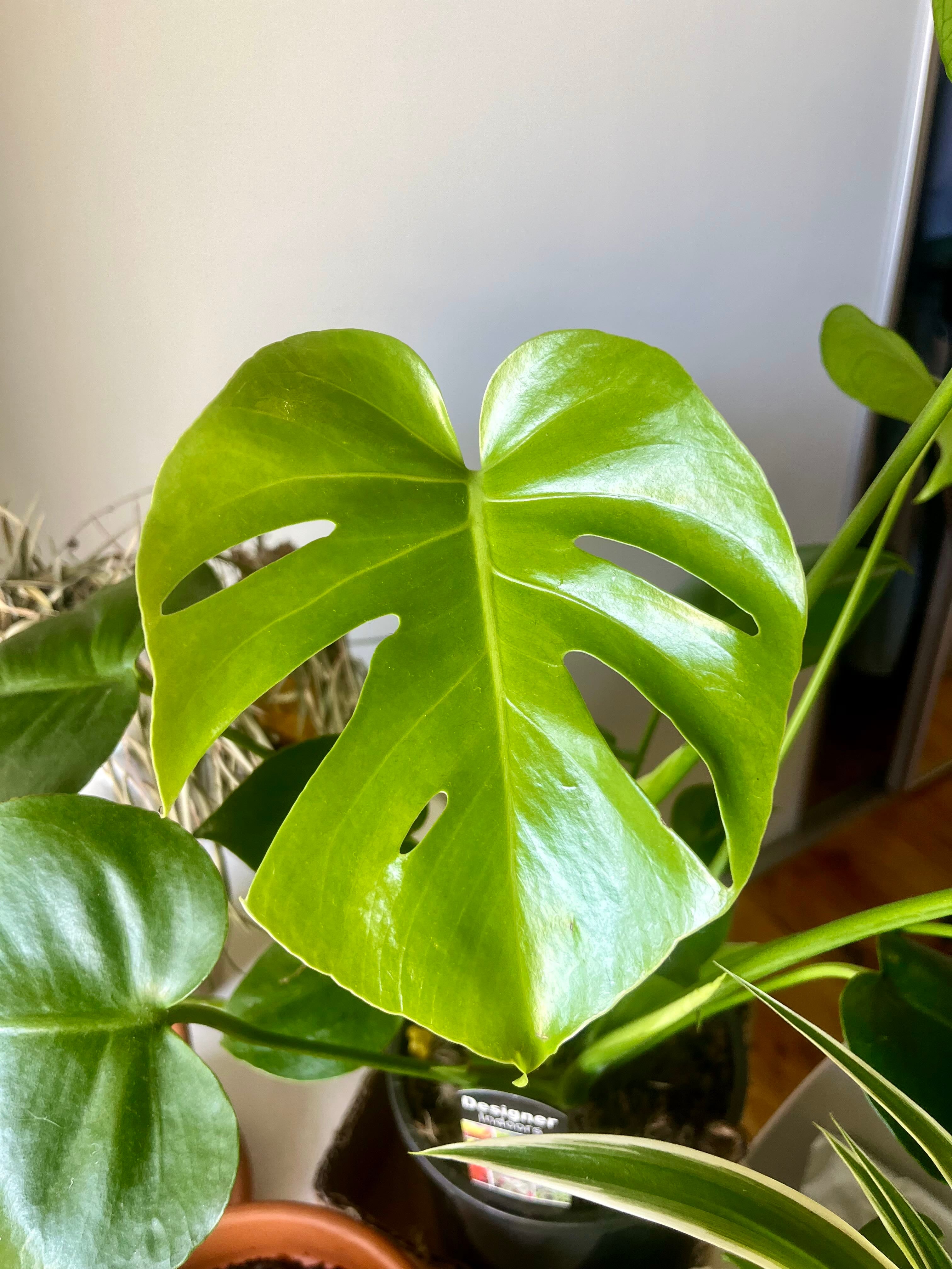 Monstera Care 101: Water, Light & Growing Tips