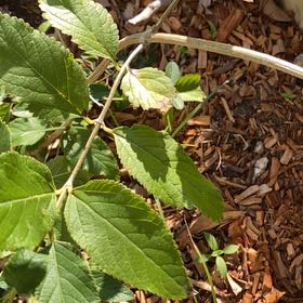 The Complete Western Hackberry Plant Care Guide: Water, Light & Beyond