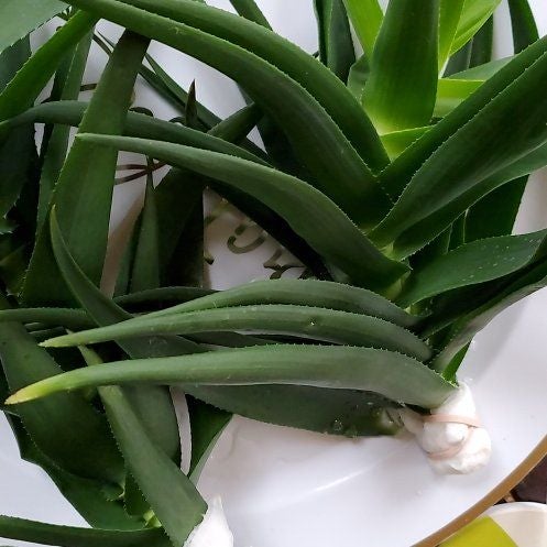 Captain Plant-it | A plant by @HeroWalllettuce on Greg