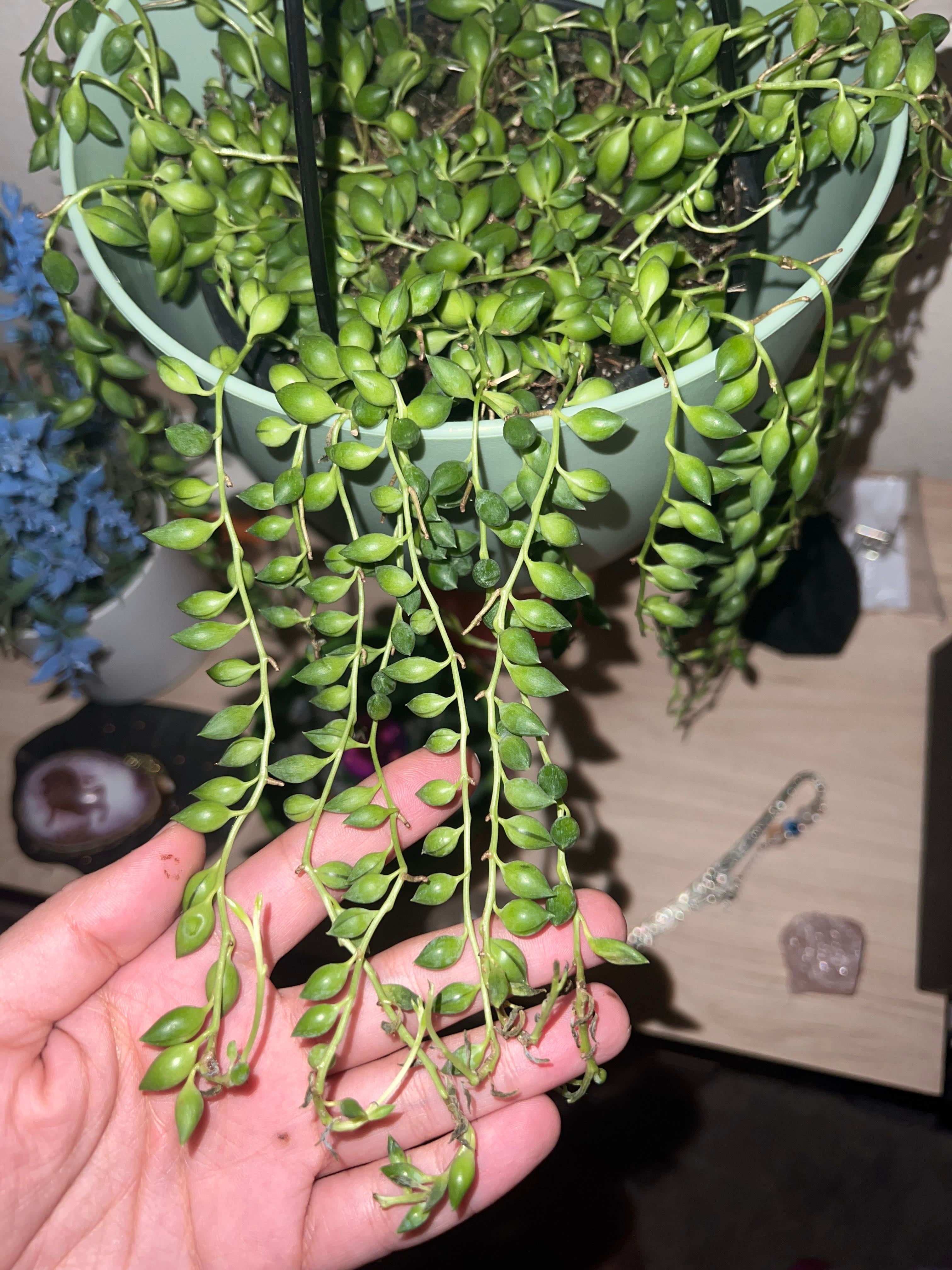 String of Raindrops: How Much Water & Light Does it Need to Thrive?