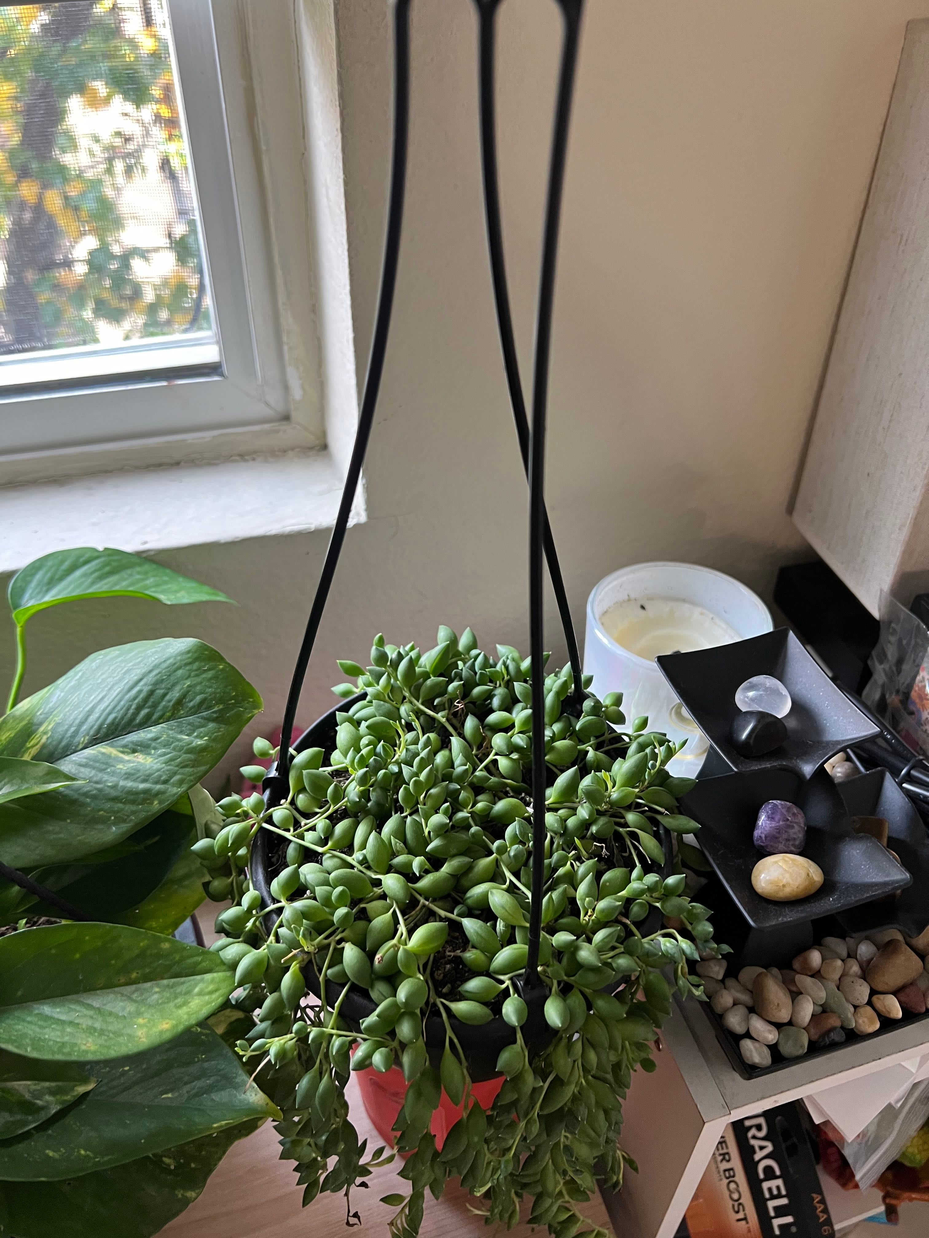 String of Raindrops: How Much Water & Light Does it Need to Thrive?