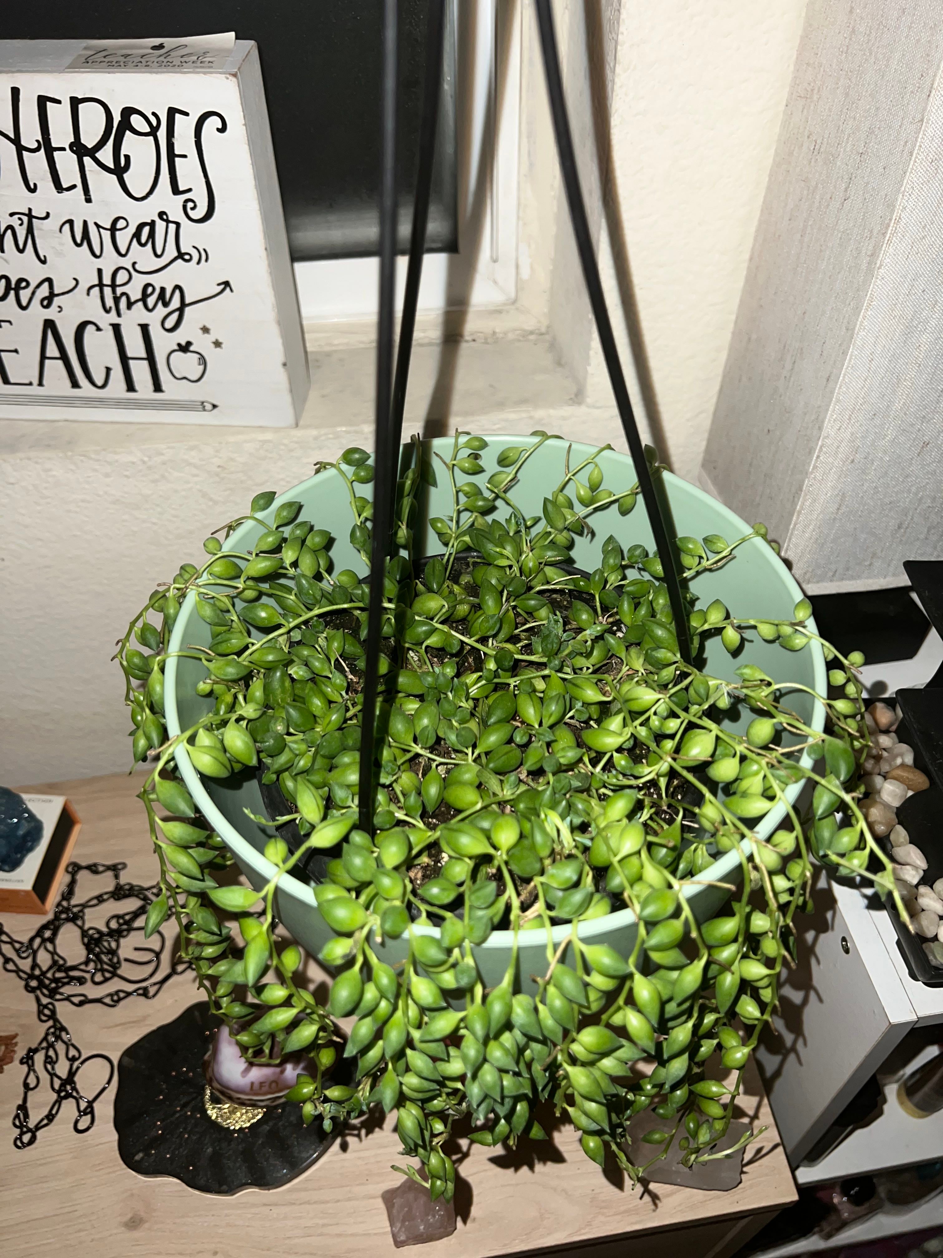 Black Spots On Curio Rowleyanus 'String Of Raindrops' Leaves