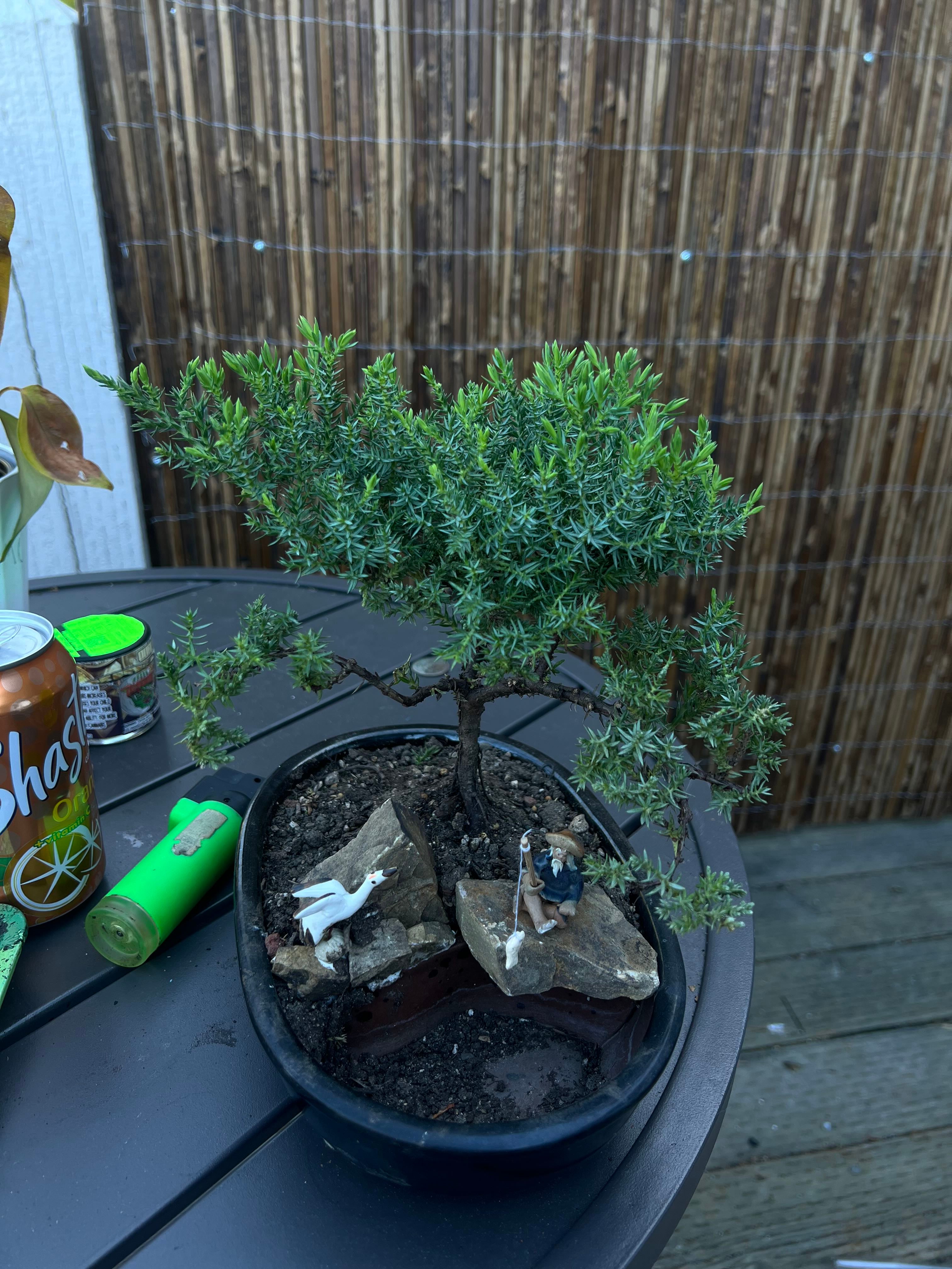 Propagating American Juniper: Step-by-Step Guide