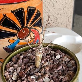 Boojum Tree Care 101: Water, Light & Growing Tips