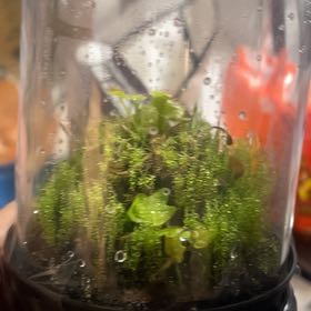 Common Bladder Moss Plant Care: Water, Light, Nutrients | Greg App 🌱