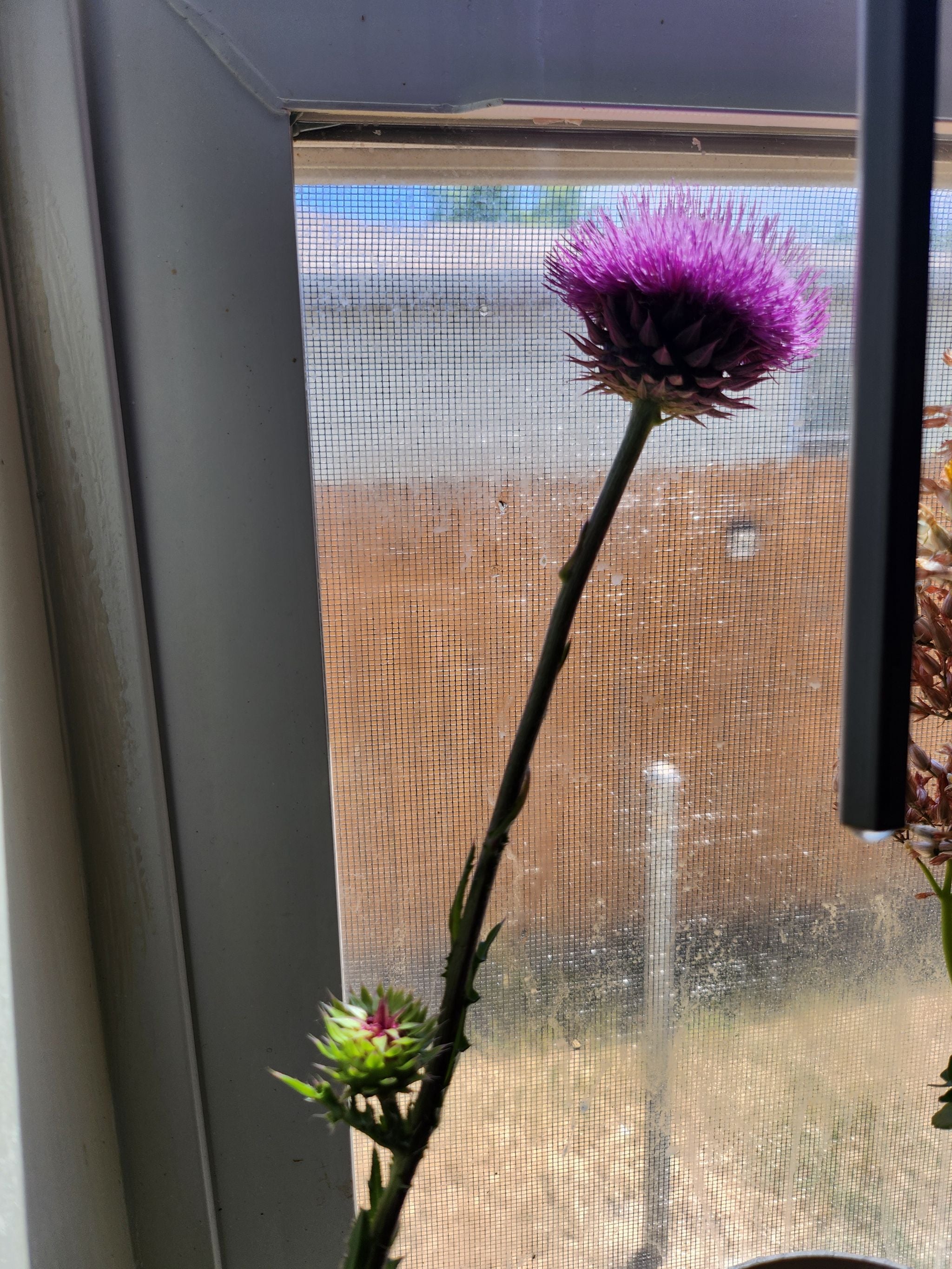 What You Should Know About Wood Thistle 🌸