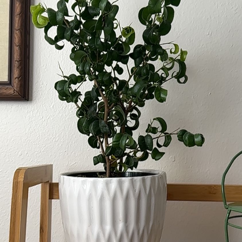 The Complete Curly Weeping Fig Plant Care Guide: Water, Light & Beyond