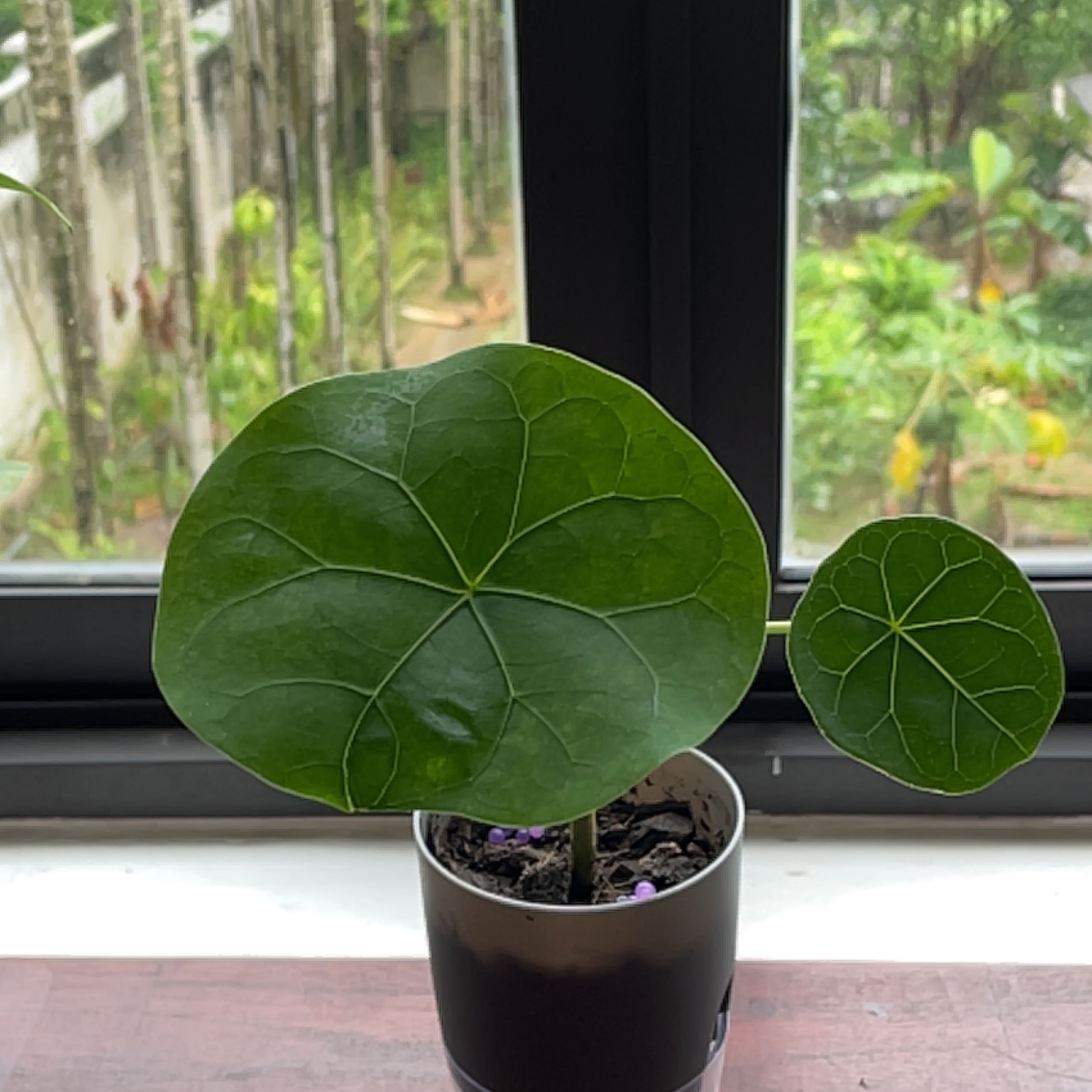 What Are The Bugs on My Buddha Belly Plant?