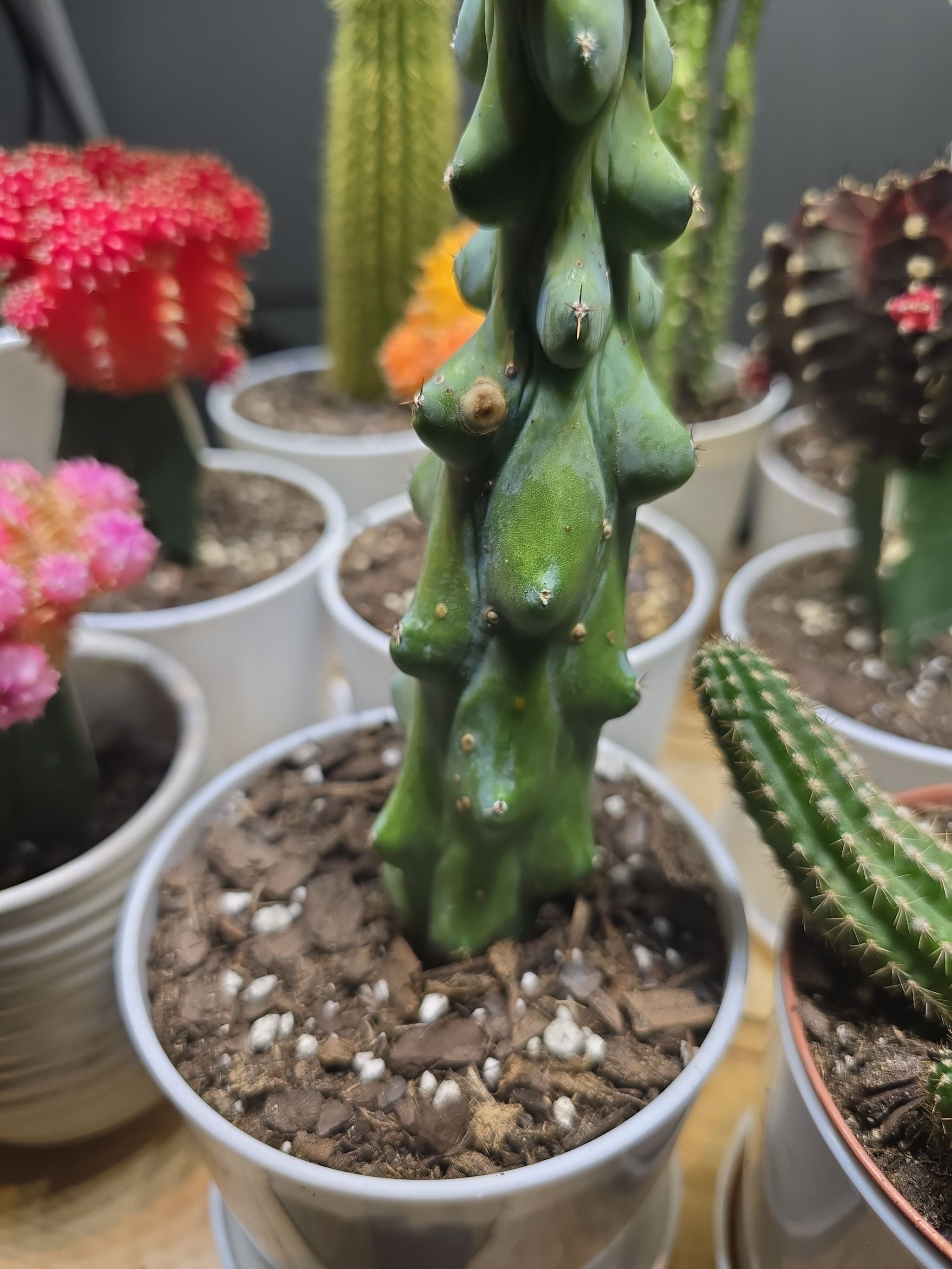 Variegated Crested Blue Flame Cactus: How Much Water & Light Does it ...