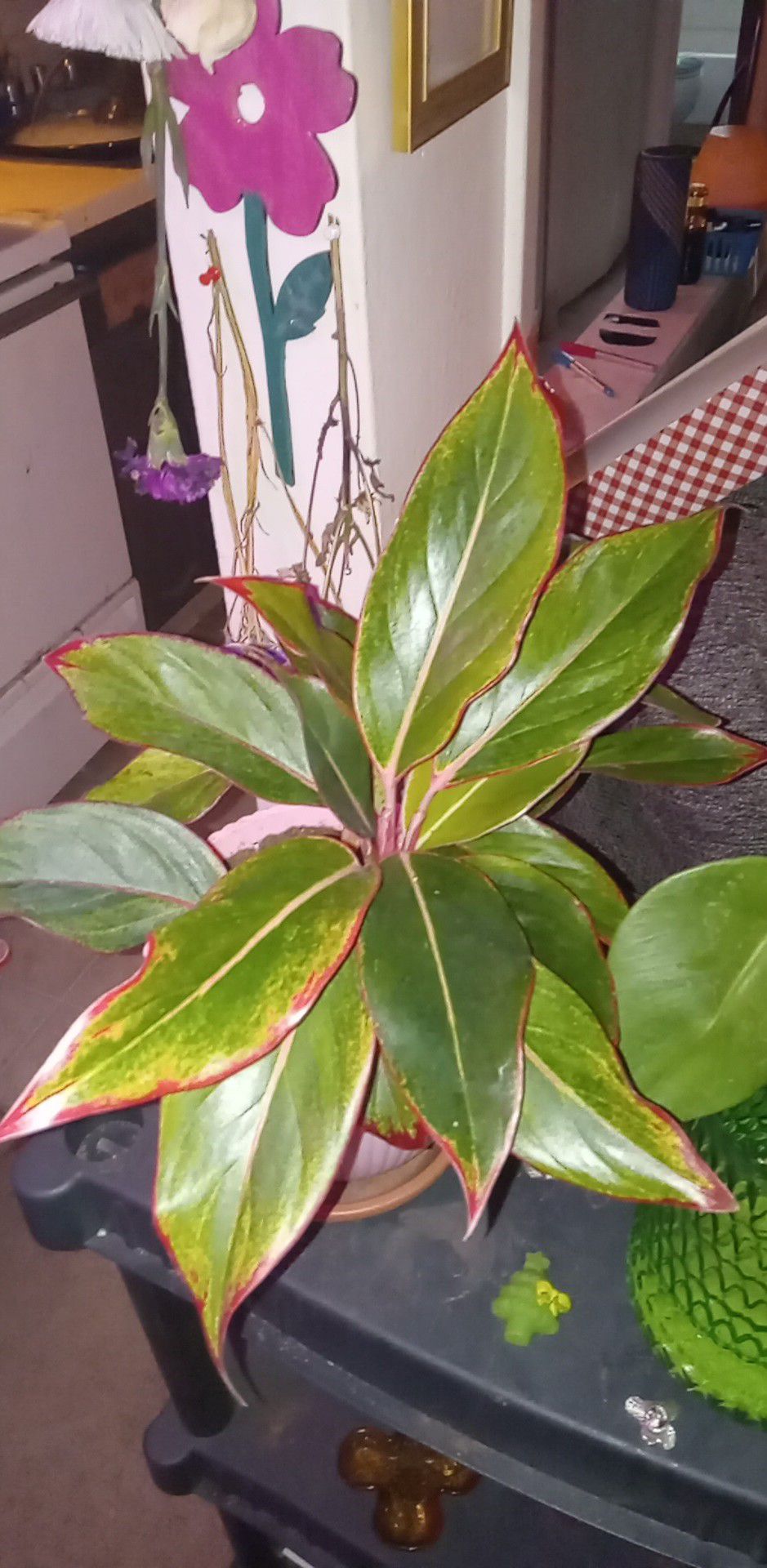 Red Siam Aurora Aglaonema: How Much Water & Light Does it Need to Thrive?