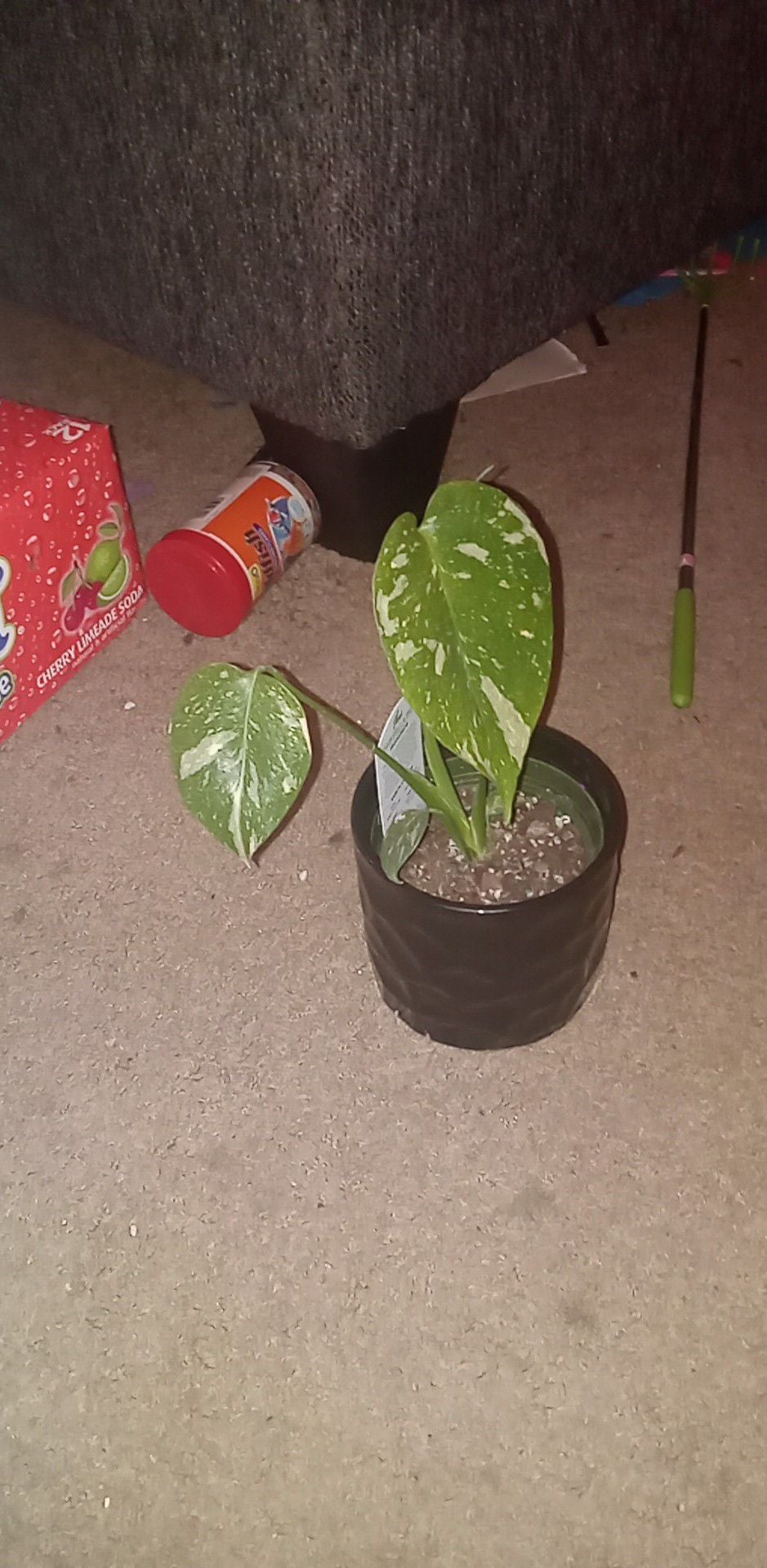 Why Are My Monstera dubia 'Green Form' Leaves Mushy?