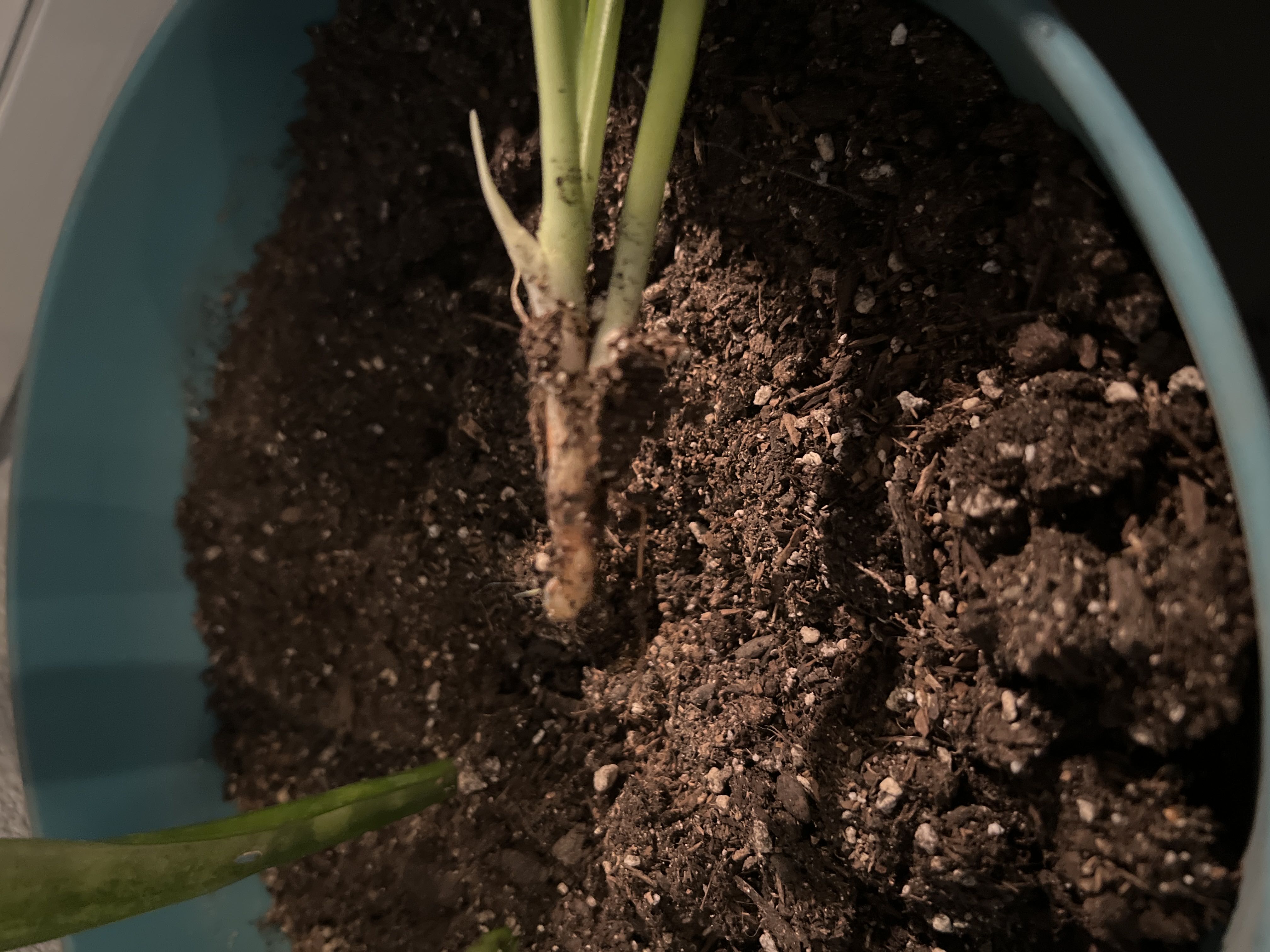 Sad snake plant! #Dracaena