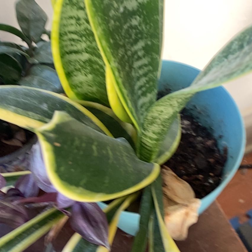 Sir Plancelot | A plant by @BeefyWateroak on Greg