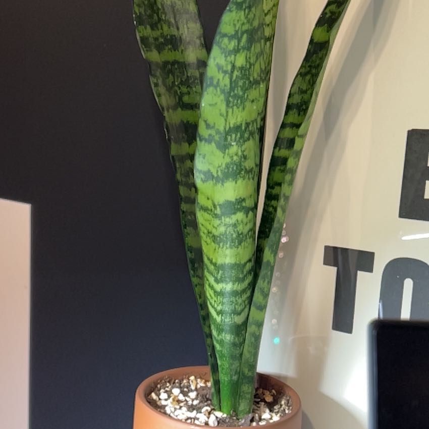 Desk Snake Plant | A plant by @MelissaPPlants on Greg