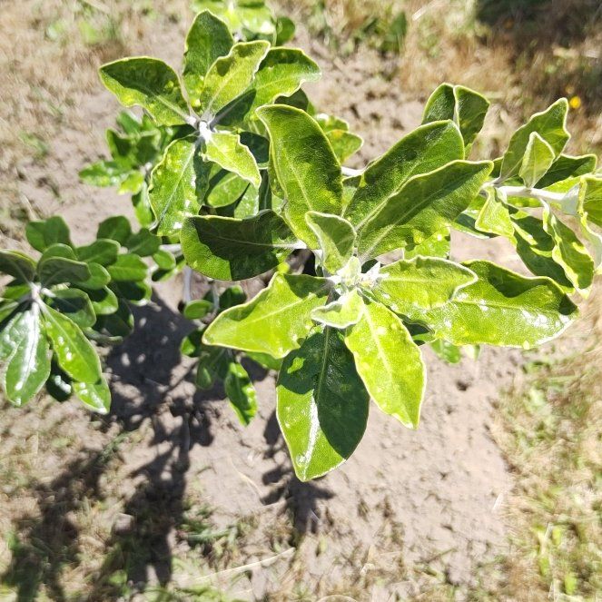 Karo Plant Care: Water, Light, Nutrients | Greg App 🌱