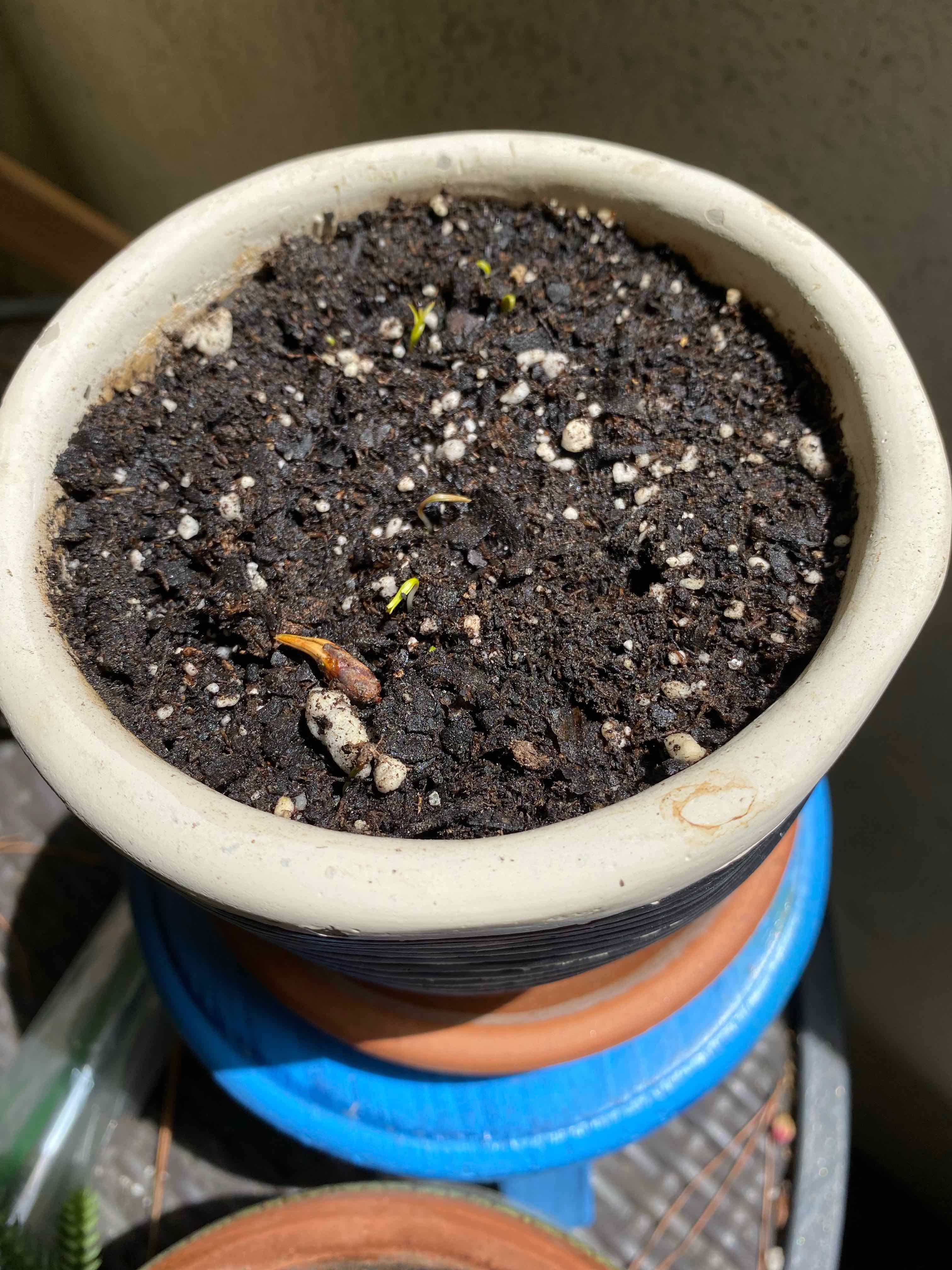 Why Are There Black Spots on My California Poppy Leaves?
