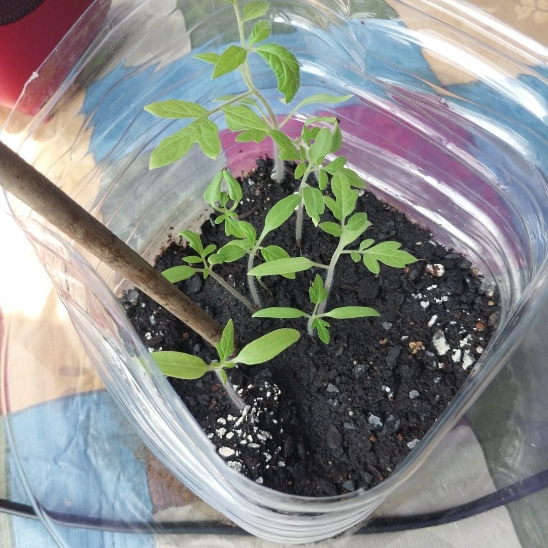 Homer&tree | A plant by @PlantLoverGee on Greg