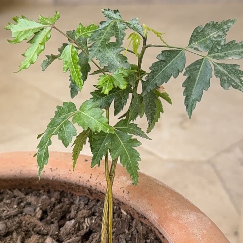 10 Advantages of Having a Chinaberry