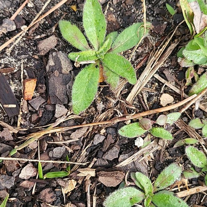 Mousehole Tree Care 101: Water, Light & Growing Tips