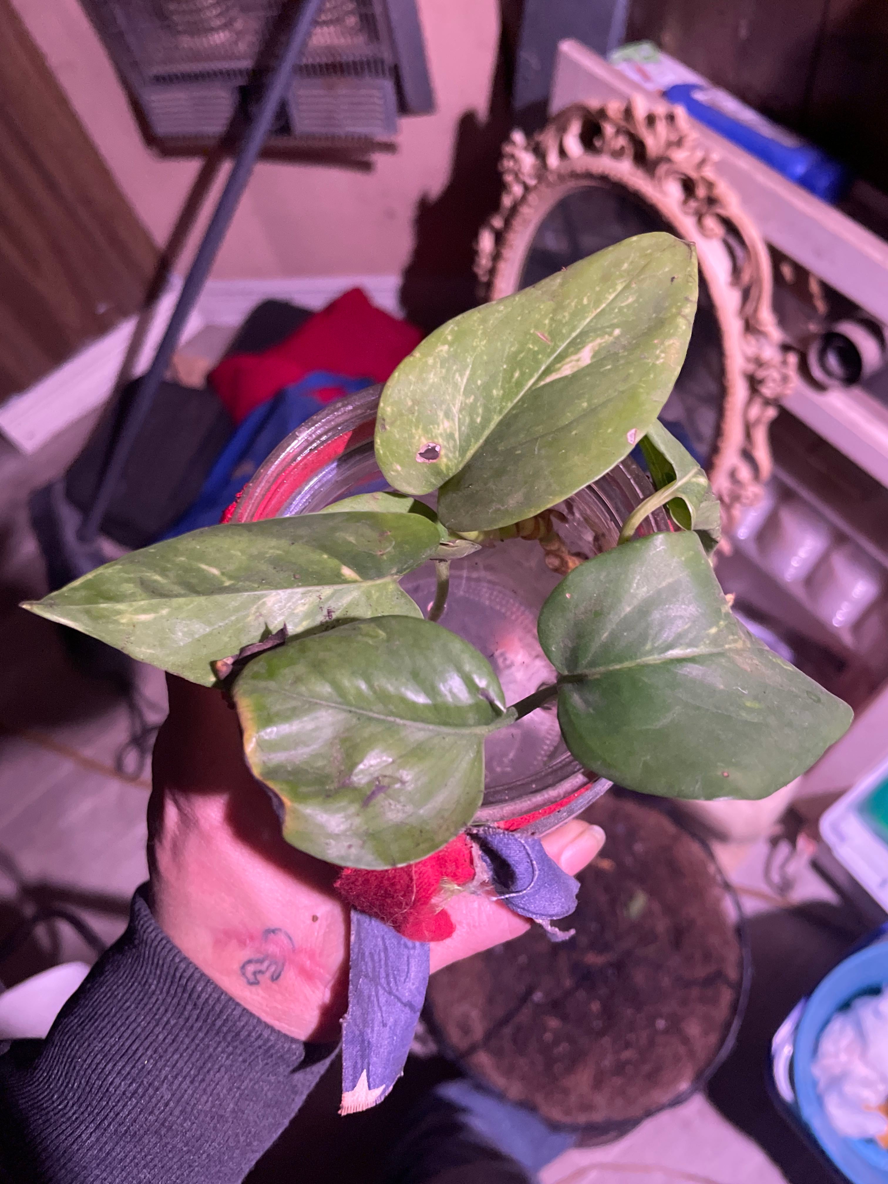 The Complete Golden Pothos Plant Care Guide: Water, Light & Beyond