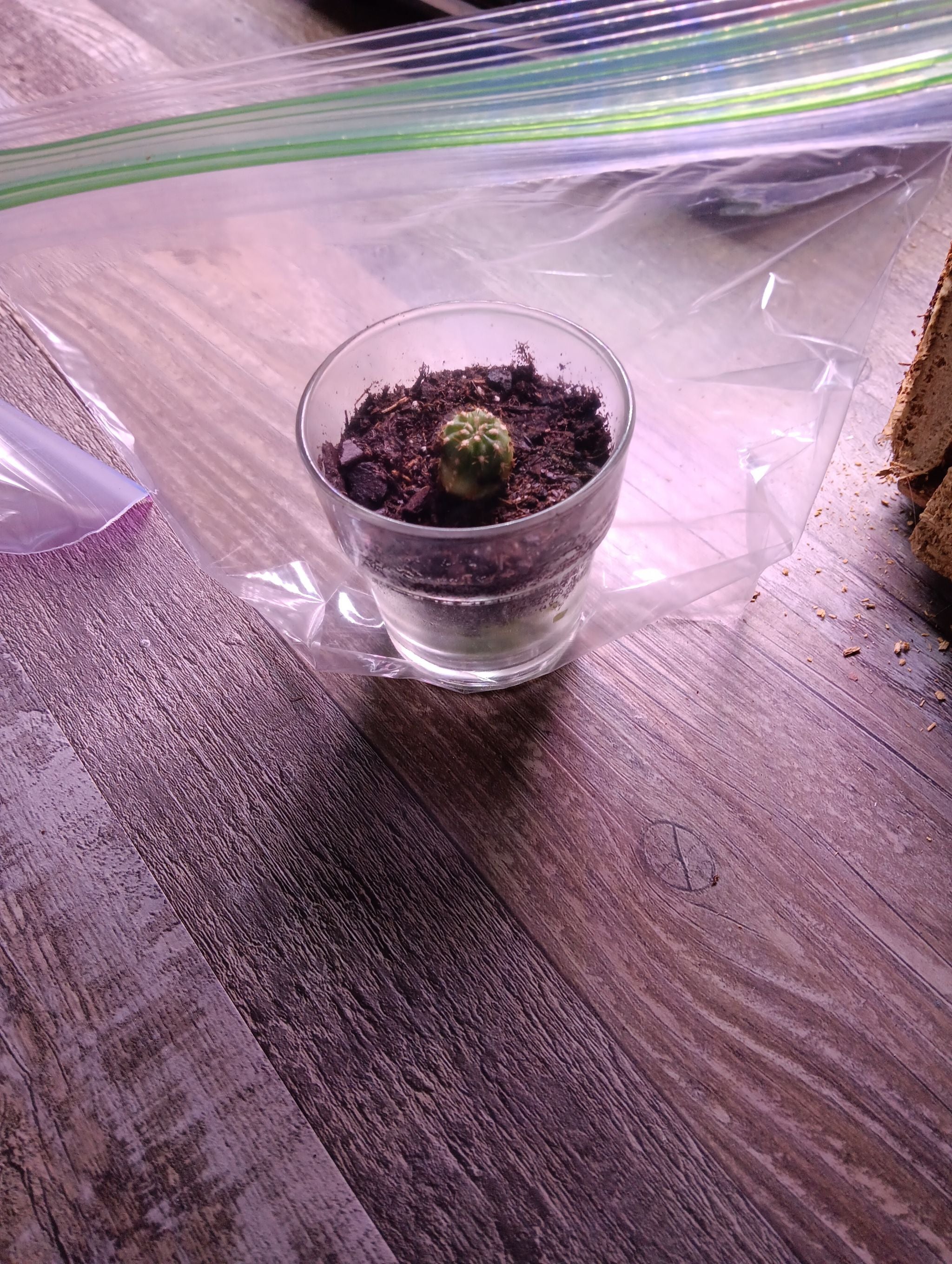 Keep Your Sedum album 'Coral Carpet' Alive: Light, Water & Care ...