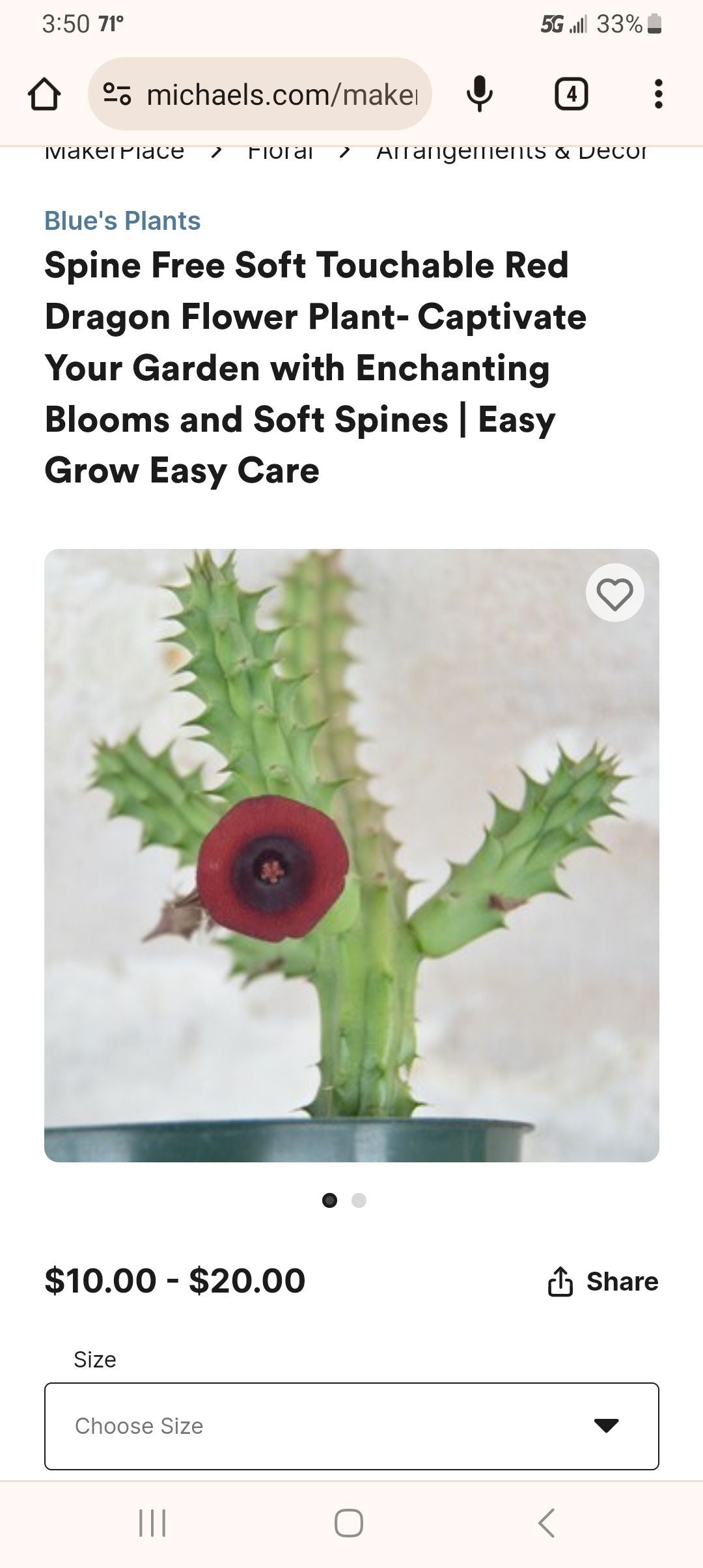 How to Care for Red Dragon Flower: Mastering Water, Sunlight & More