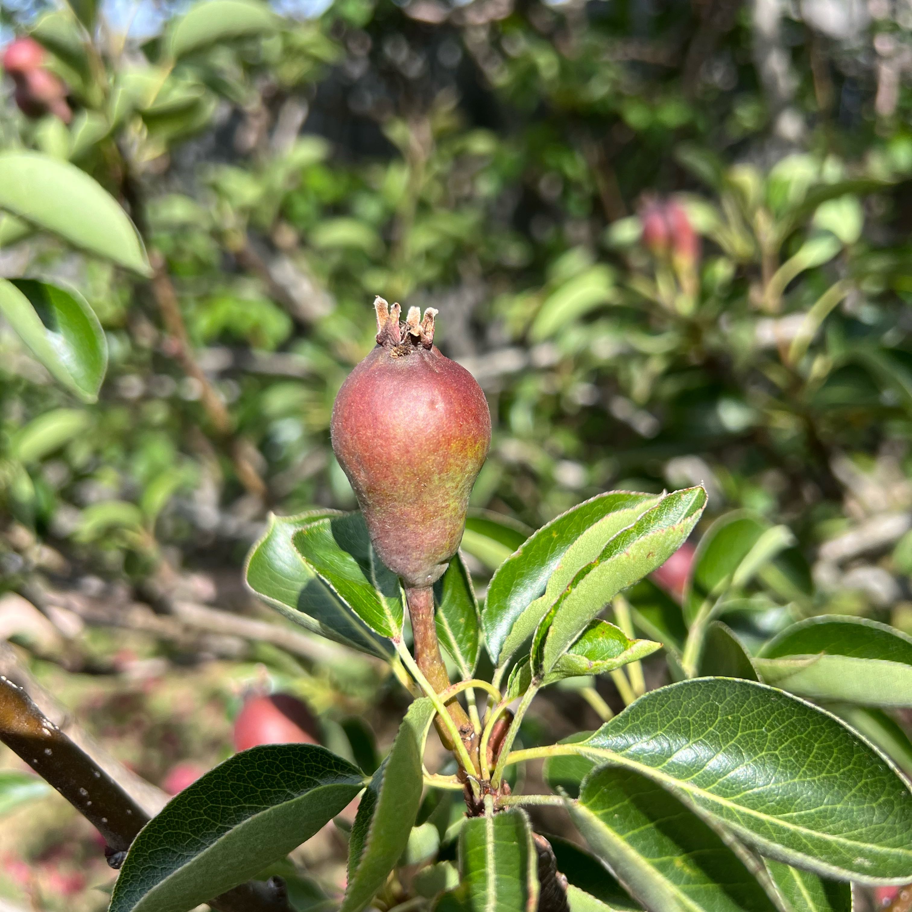🌸 What Does It Mean When Pear Blooms?