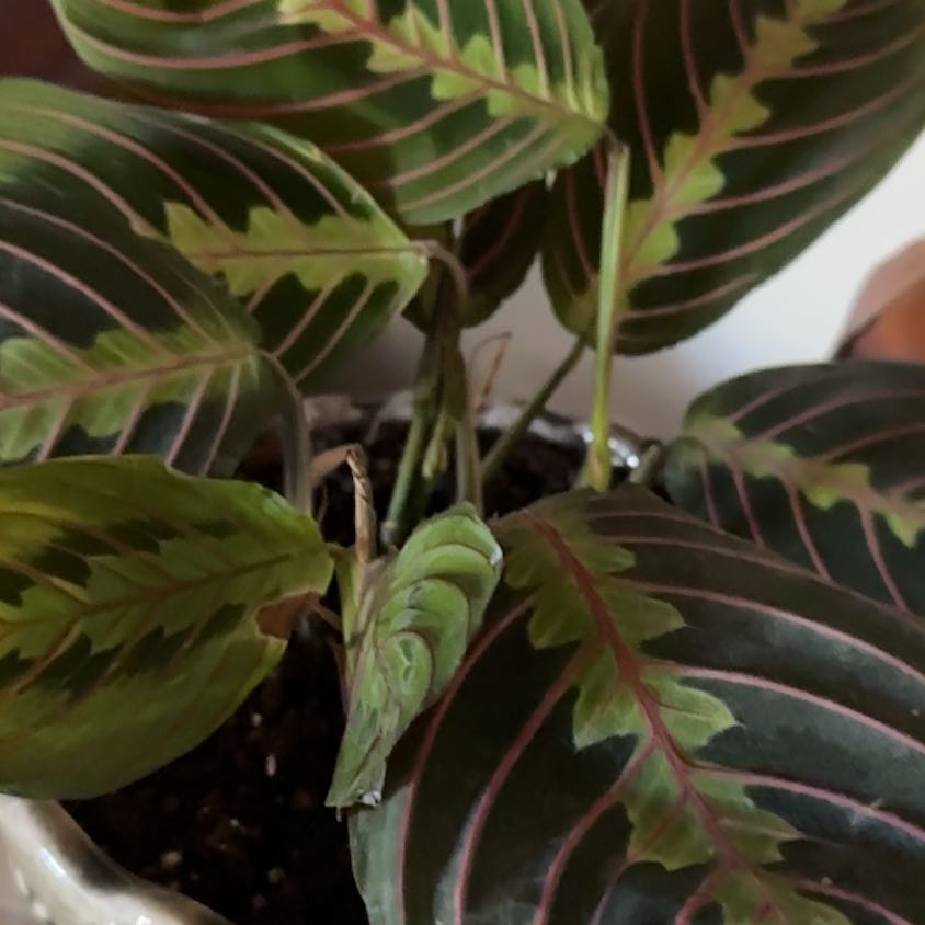 Tree Diddy | A plant by @VastCostmary on Greg