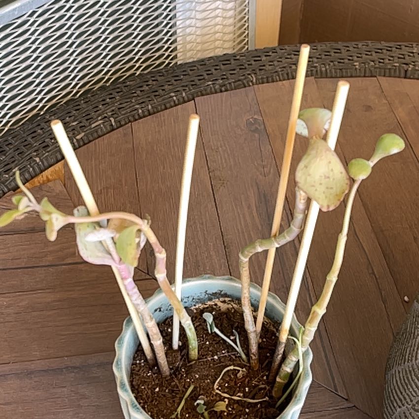 Kobe | A plant by @IconApiastrum on Greg