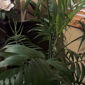 Captain Plant-it | A plant by @YardLakesedge on Greg