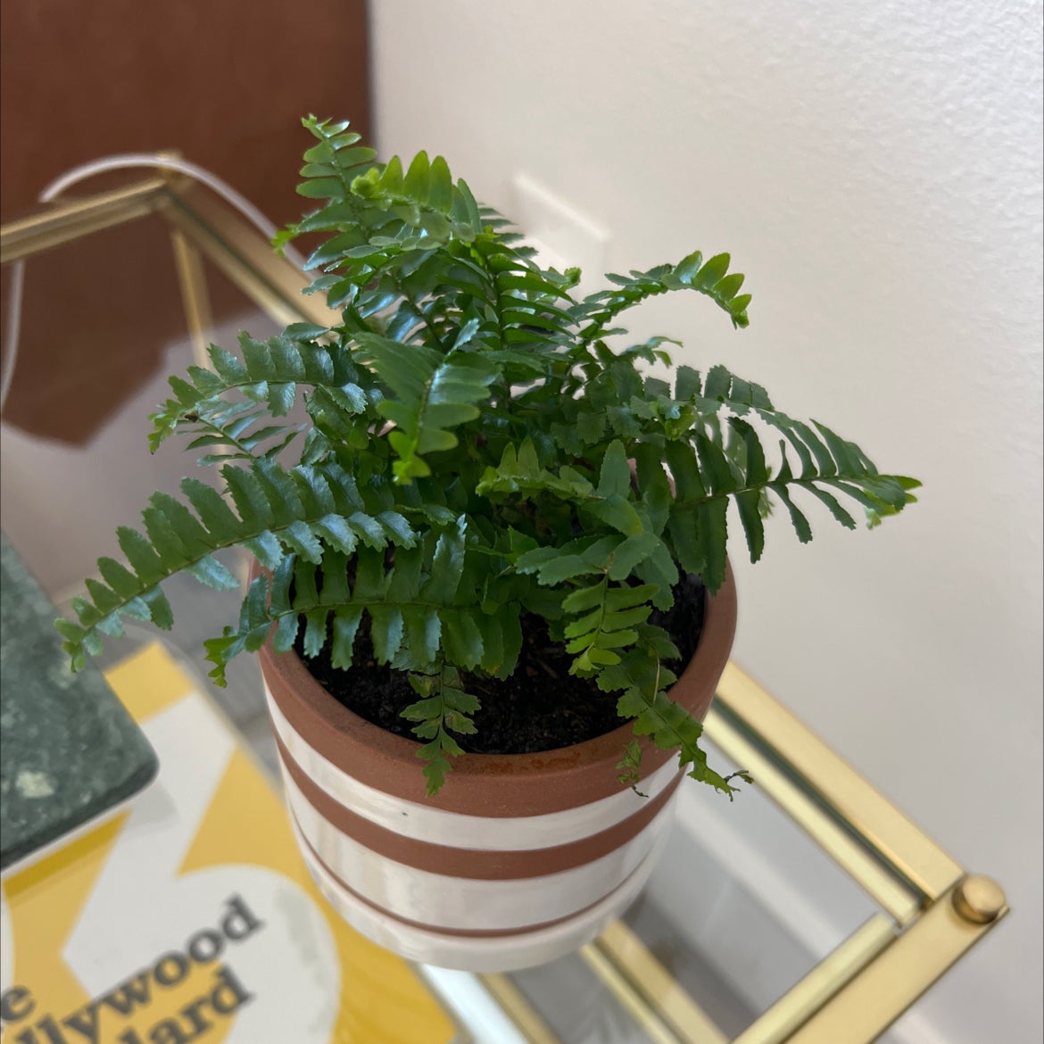 Jester's Crown Fern - Ultimate Guide to Fertilizing