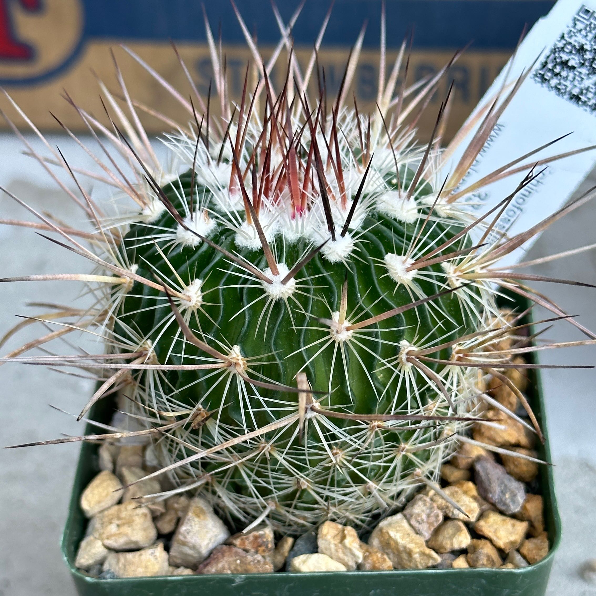 Wave Cactus Plant Care: Water, Light, Nutrients | Greg App 🌱