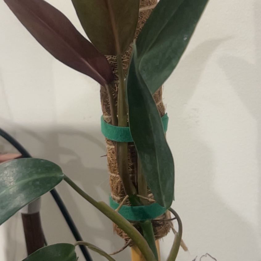 Keep Your Philodendron Little Apple Alive: Light, Water & Care Instructions