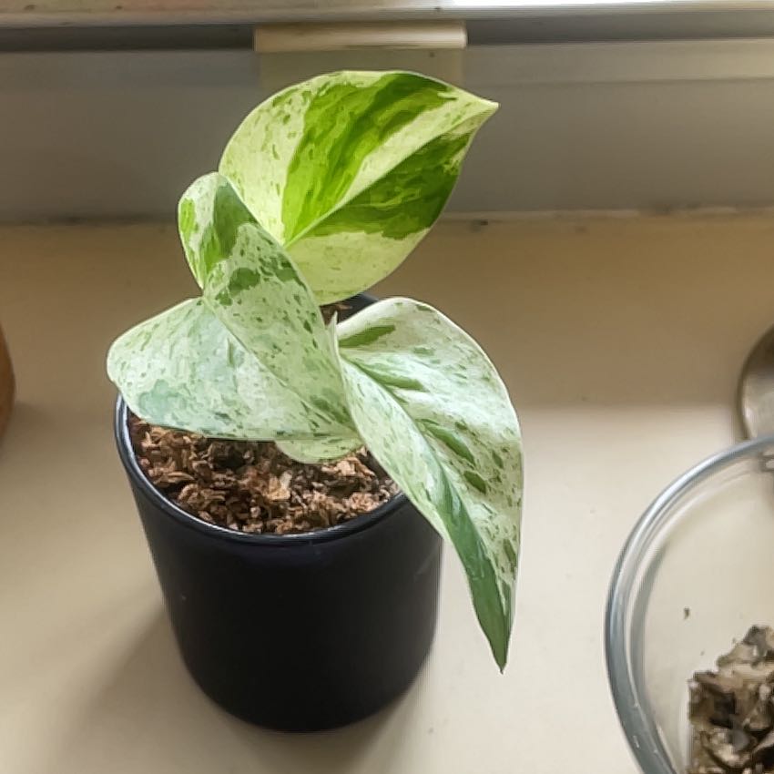 Taylor Swift | A plant by @SaluteBanana on Greg