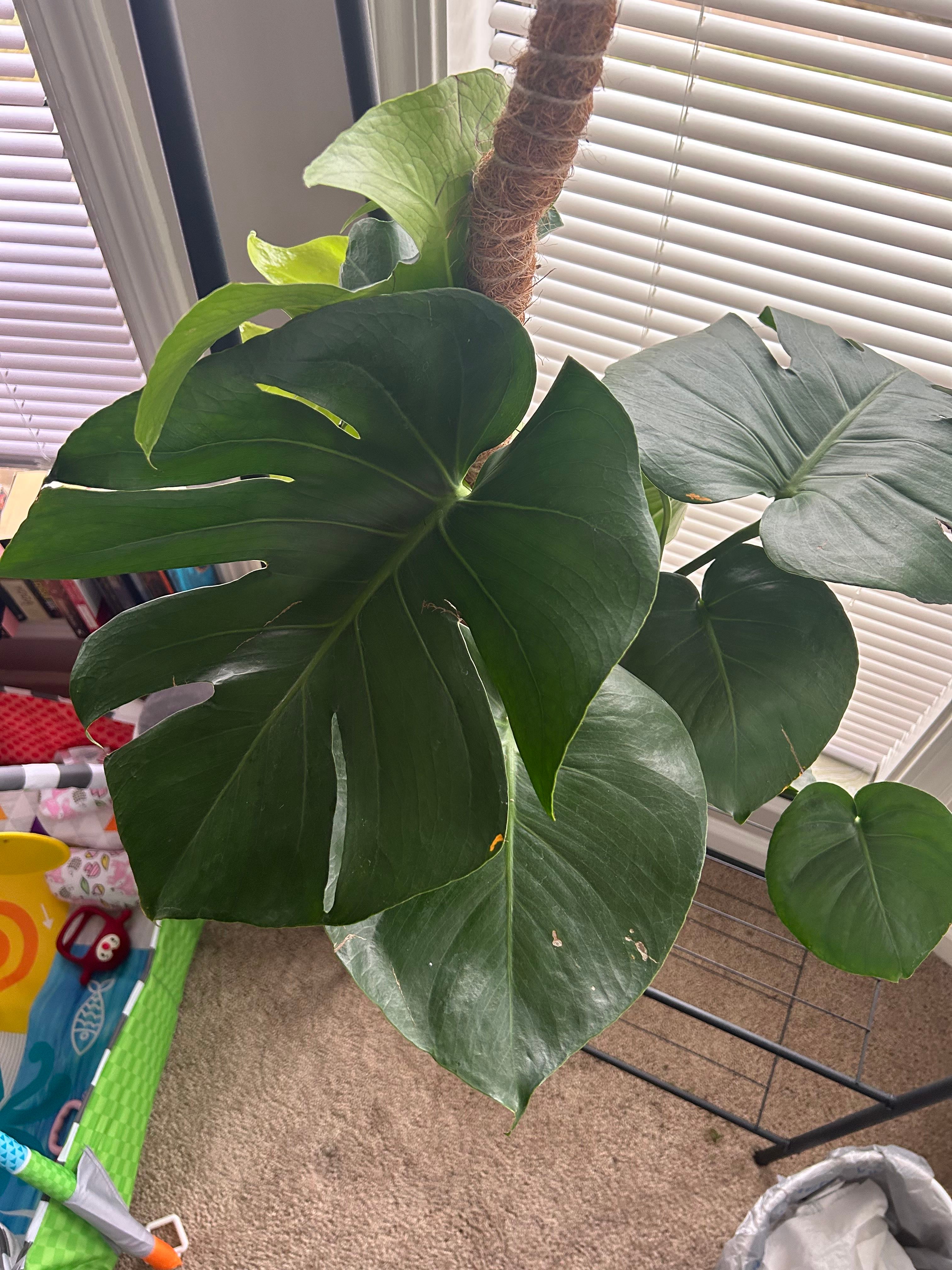 Is this rust fungus on my monstera?