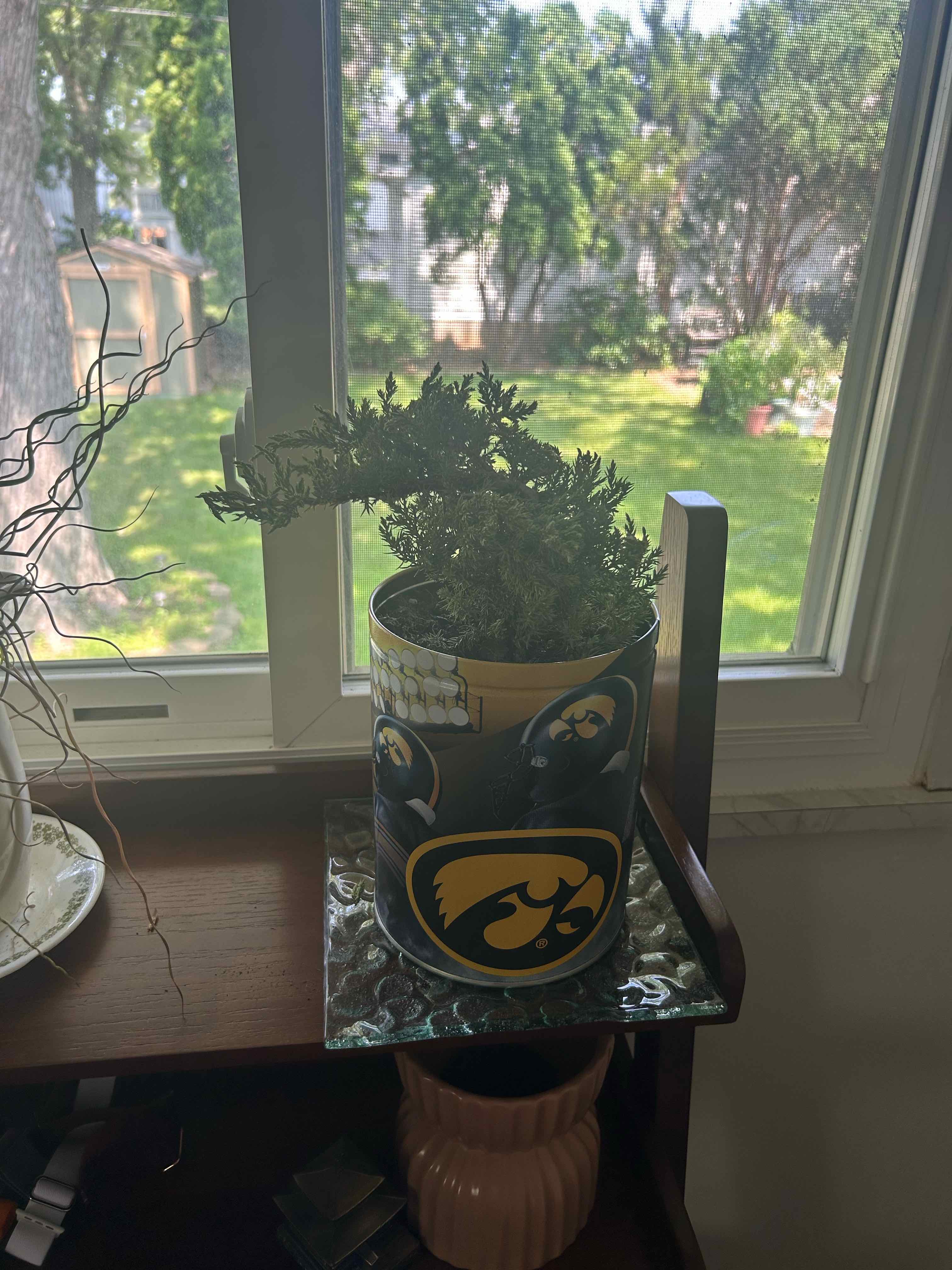 Bonzi Tree Plant Care: Water, Light, Nutrients | Greg App 🌱