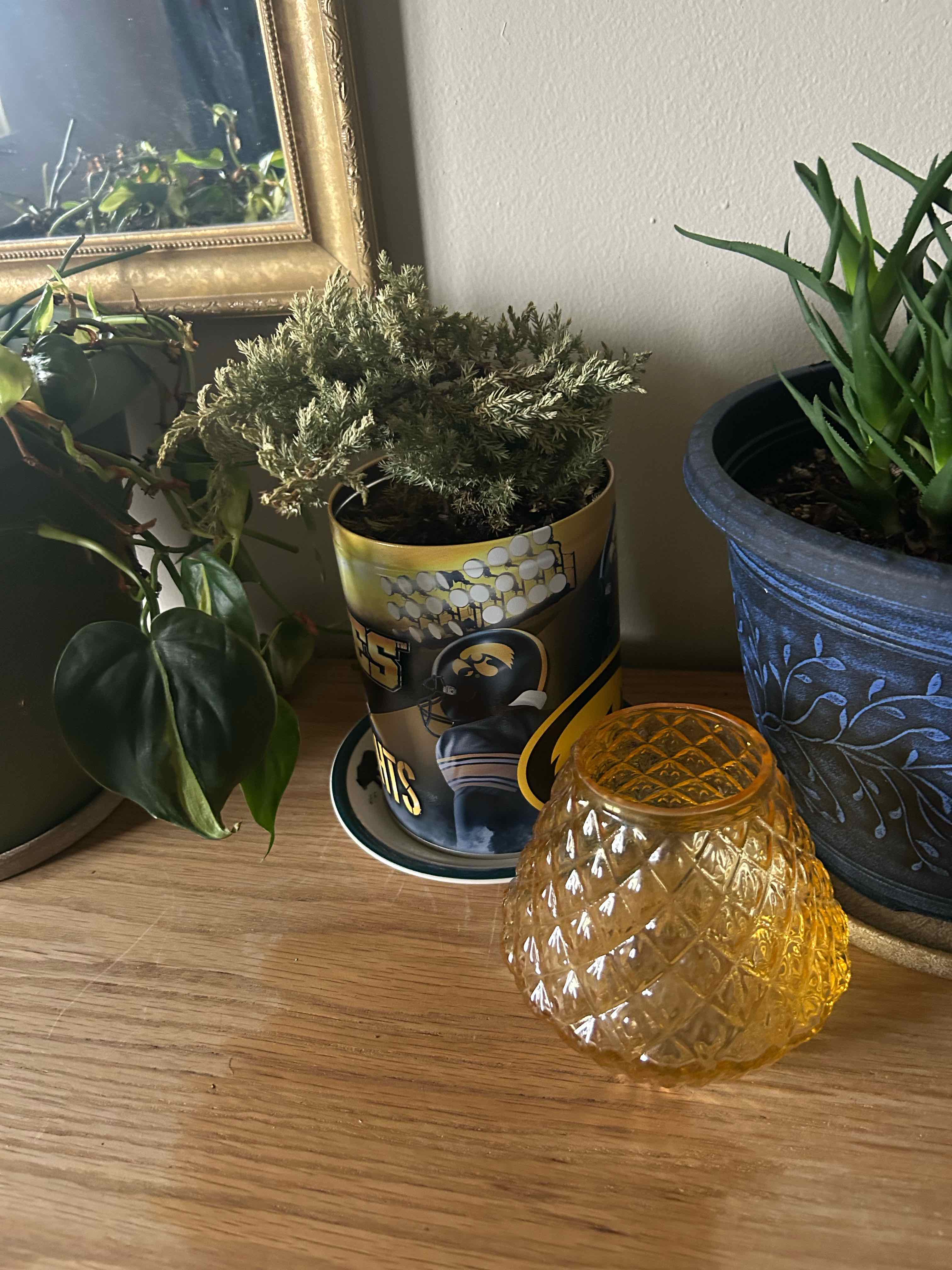 Bonzi Tree Plant Care: Water, Light, Nutrients | Greg App 🌱