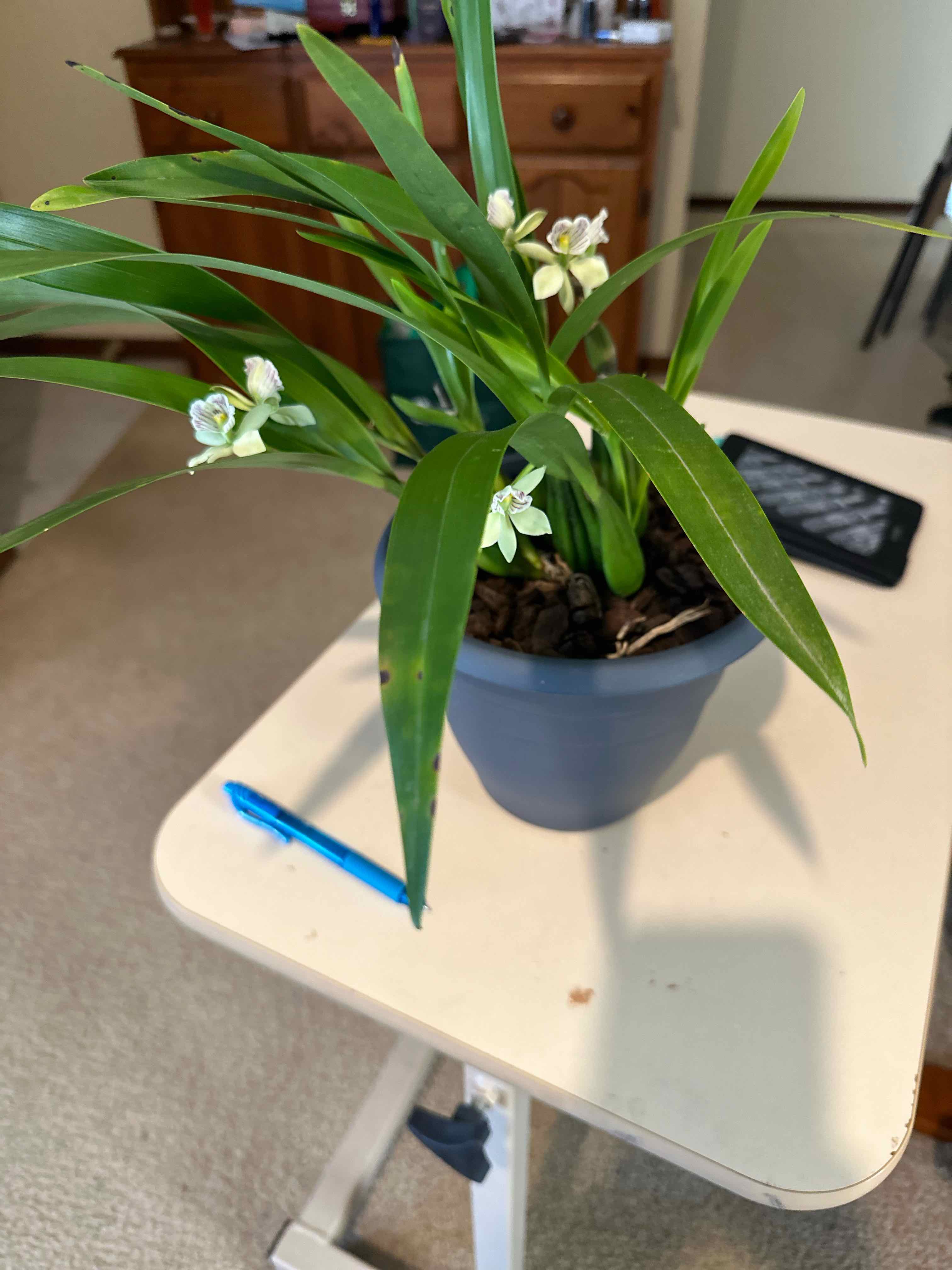 Encyclia Radiata Plant Care: Water, Light, Nutrients | Greg App 🌱