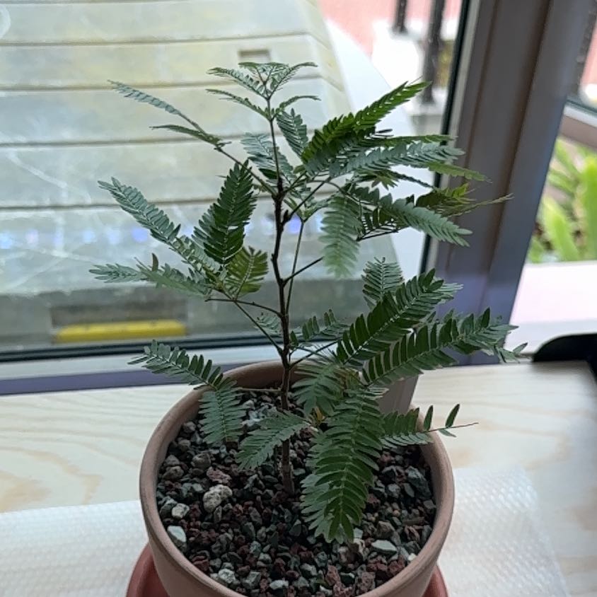 Japanese Everfresh Tree: How Much Water & Light Does it Need to Thrive?