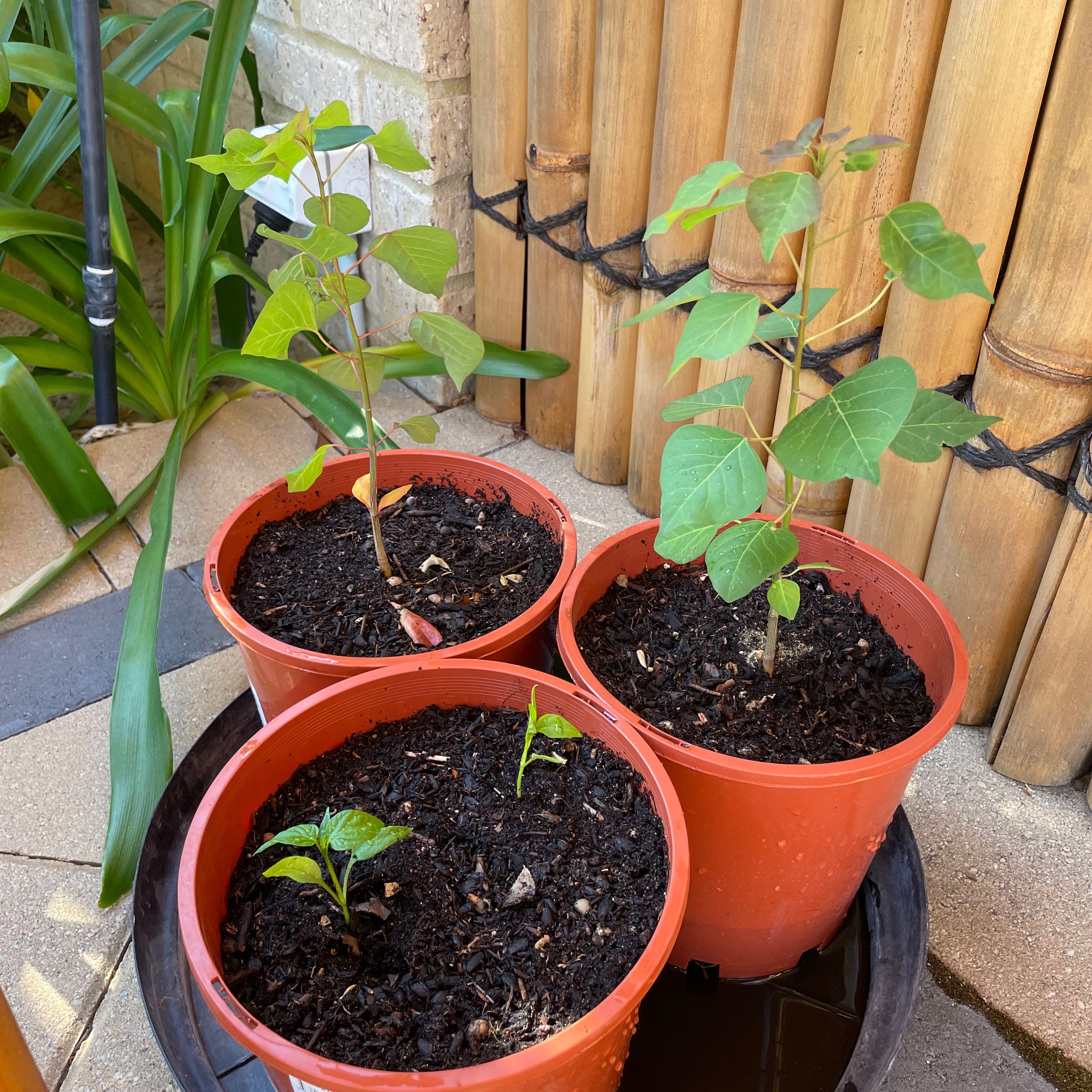 Propagating Chinese Tallow: The Ultimate Guide